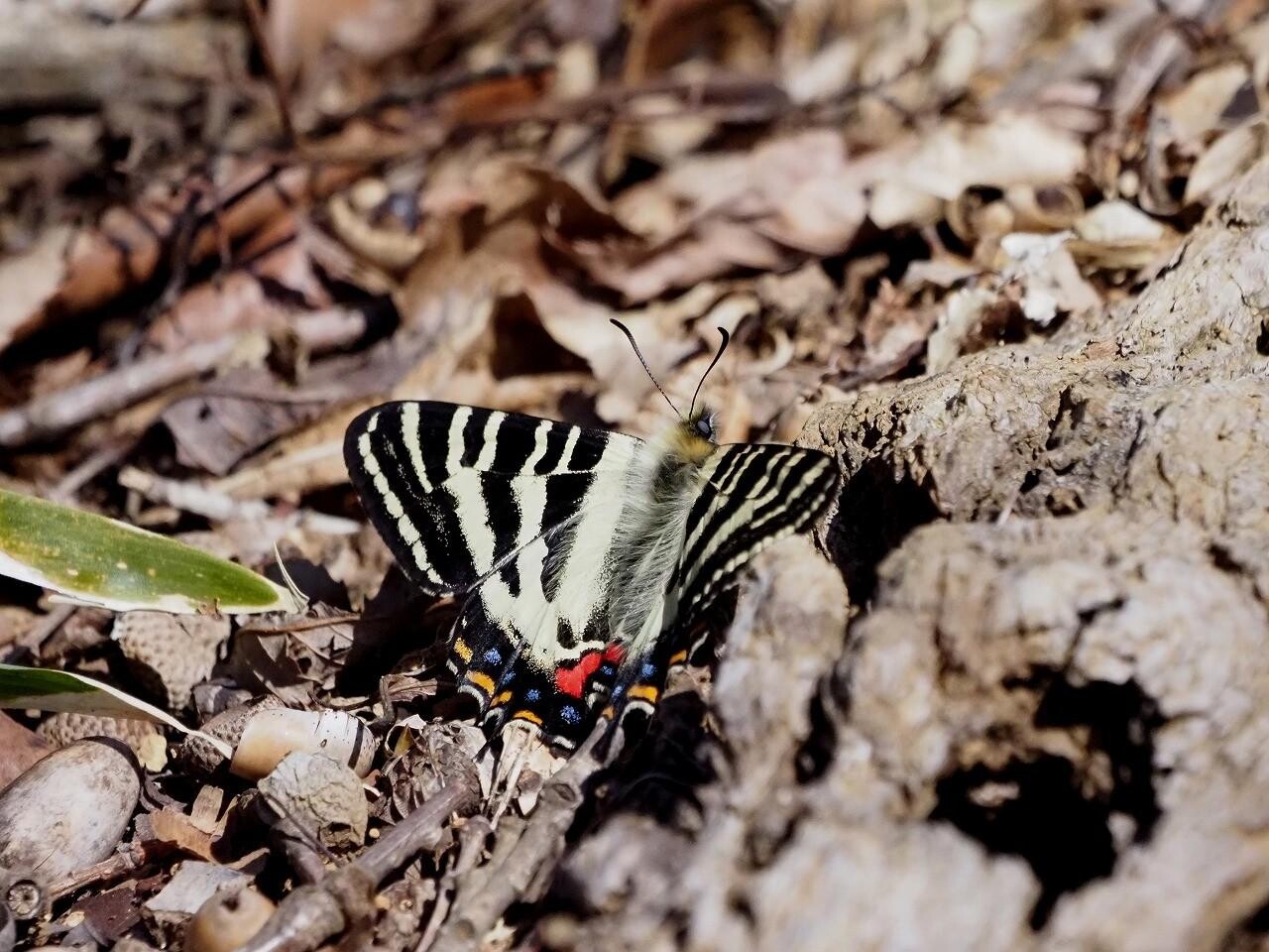 とても個体数が少なかったですが、ギフチョ... / JICKさんのモーメント | YAMAP / ヤマップ