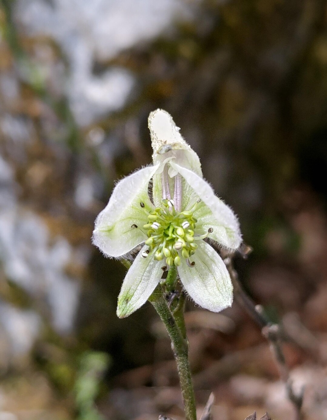 天主山 / Mikiさんの向坂山・三方山・天主山の活動データ | YAMAP / ヤマップ