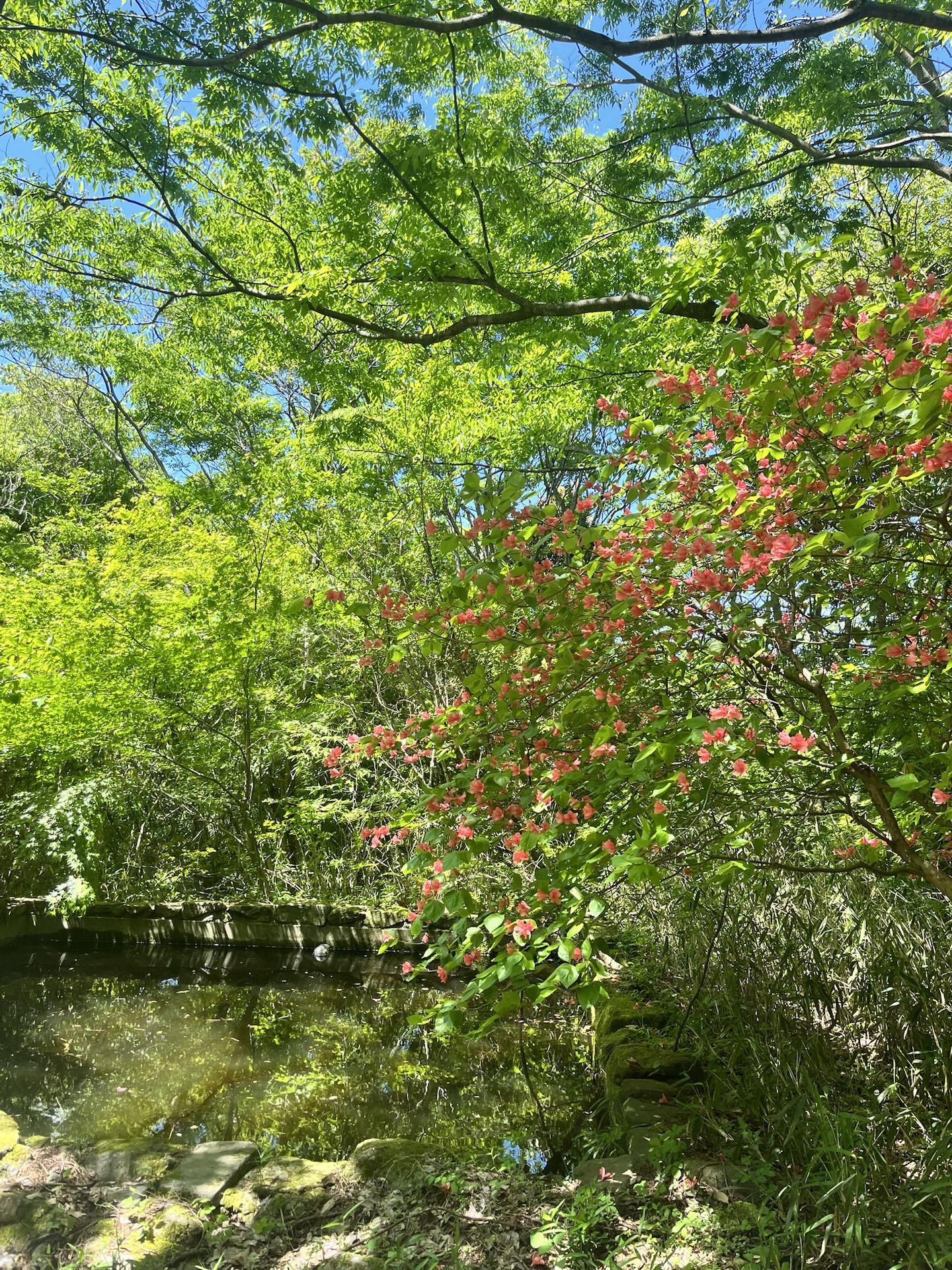 八面山北峰 / inunuさんの八面山の活動データ | YAMAP / ヤマップ