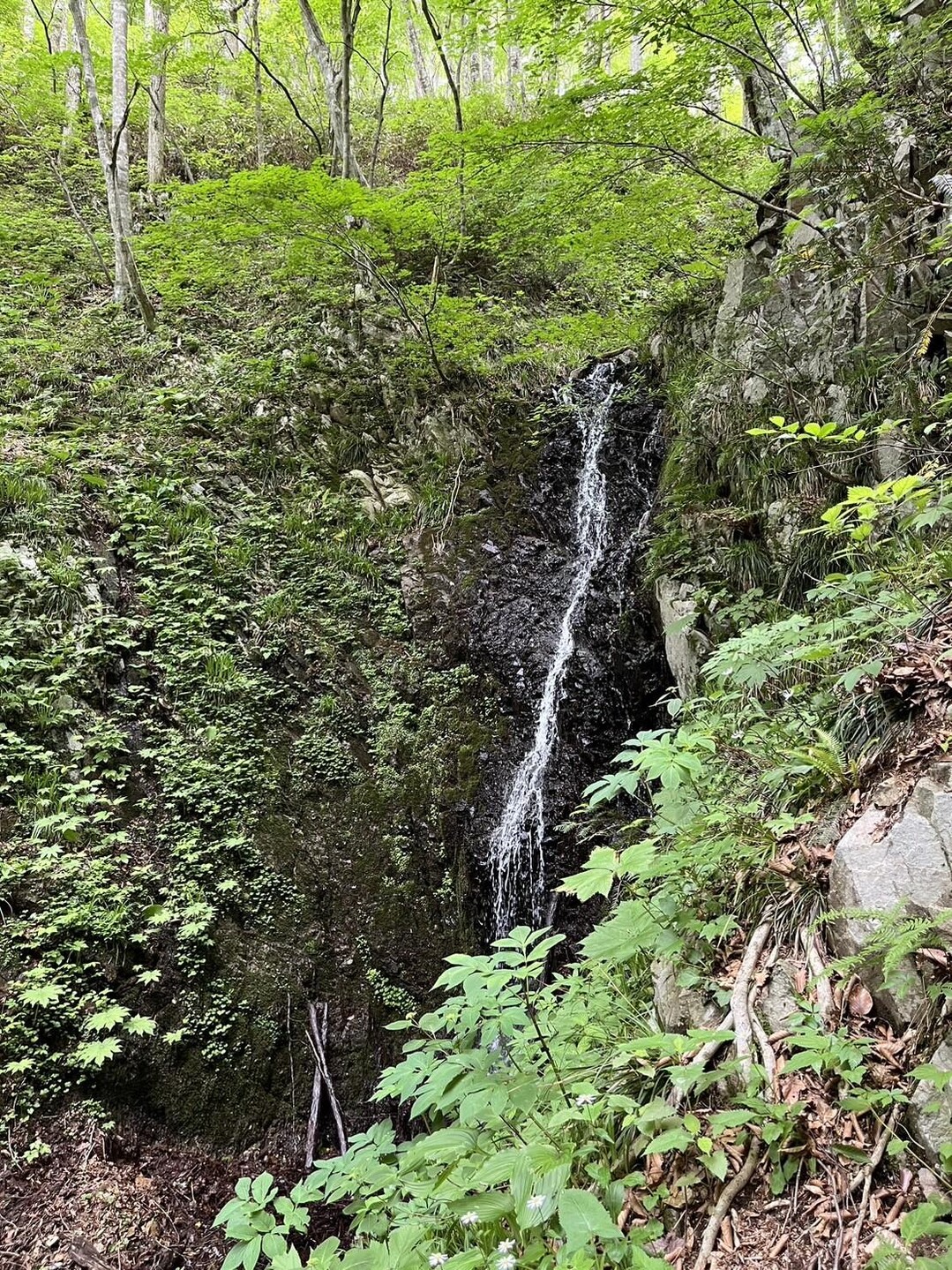 動画有りヨメナ ロードの牛曳山・伊良谷山・毛無山 を歩く / AHホッシーさんの比婆山・立烏帽子山・吾妻山の活動データ | YAMAP / ヤマップ