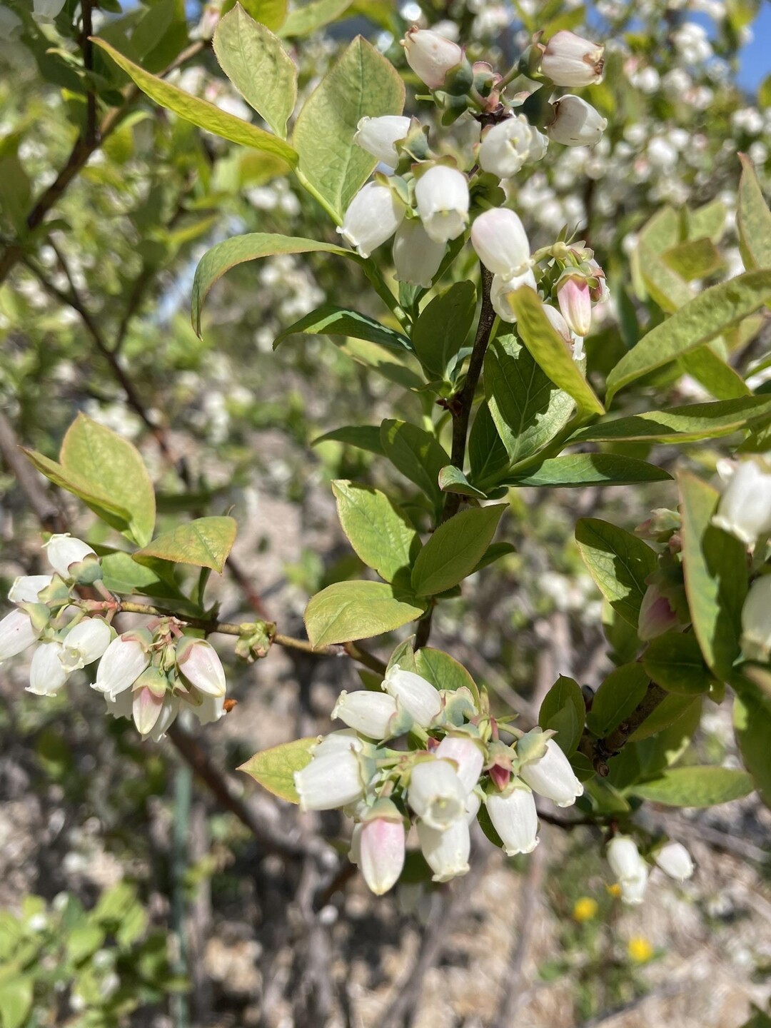 今年は暖かいのかブルーベリーの花が咲きま... / IT-JUNさんのモーメント | YAMAP / ヤマップ