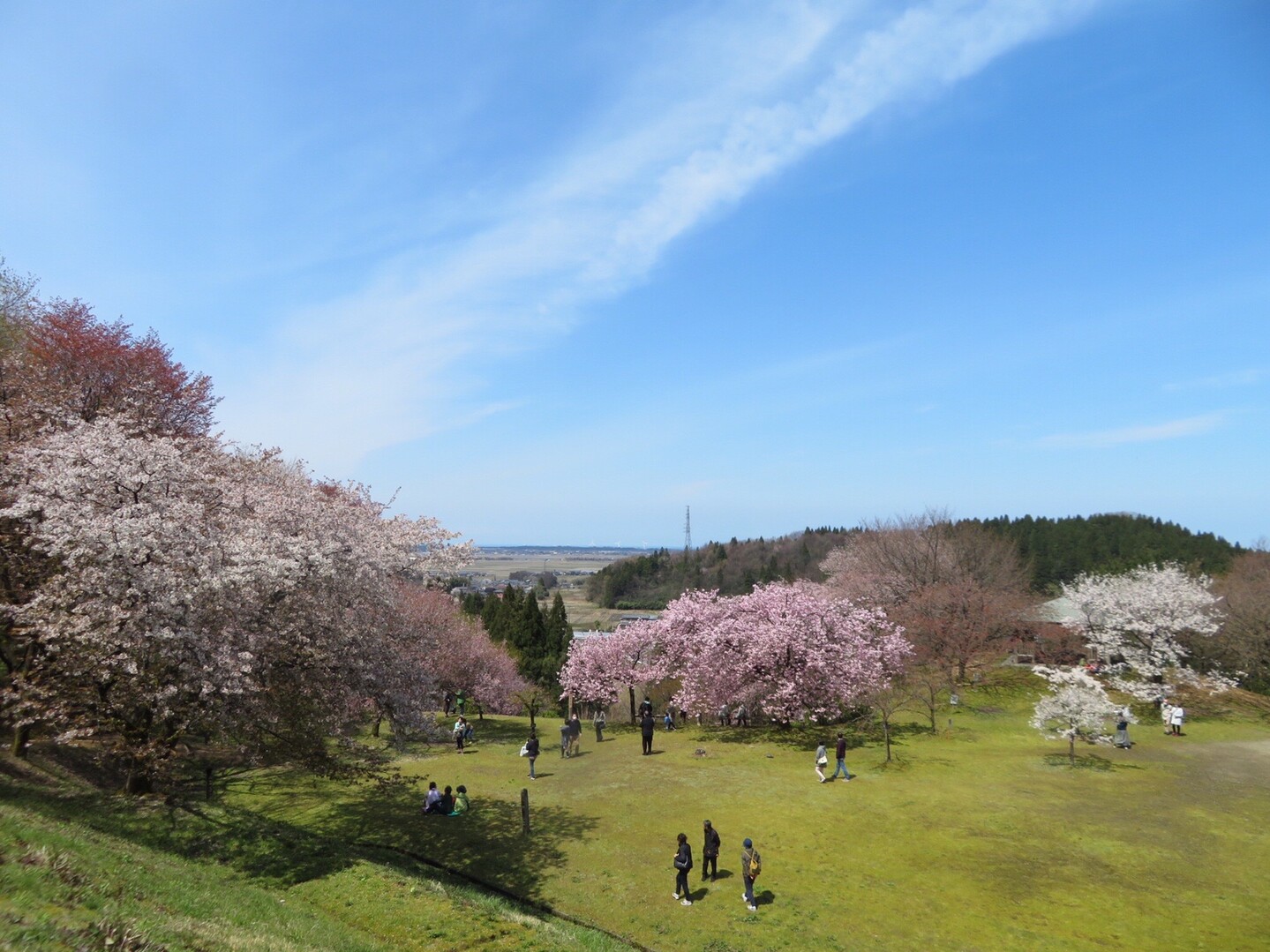 桜とスミレ咲く大峰山櫛形山脈 2020 04 12 トゲちゃんさんの櫛形山・鳥坂山・大峰山（櫛形山脈）の活動日記 Yamap ヤマップ