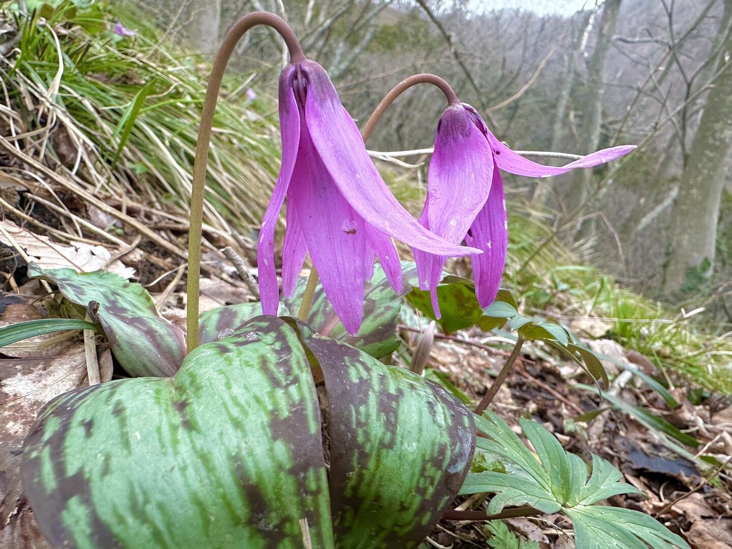 カタクリはまだ早かった角田山 / Y.PANDAさんの角田山の活動データ | YAMAP / ヤマップ
