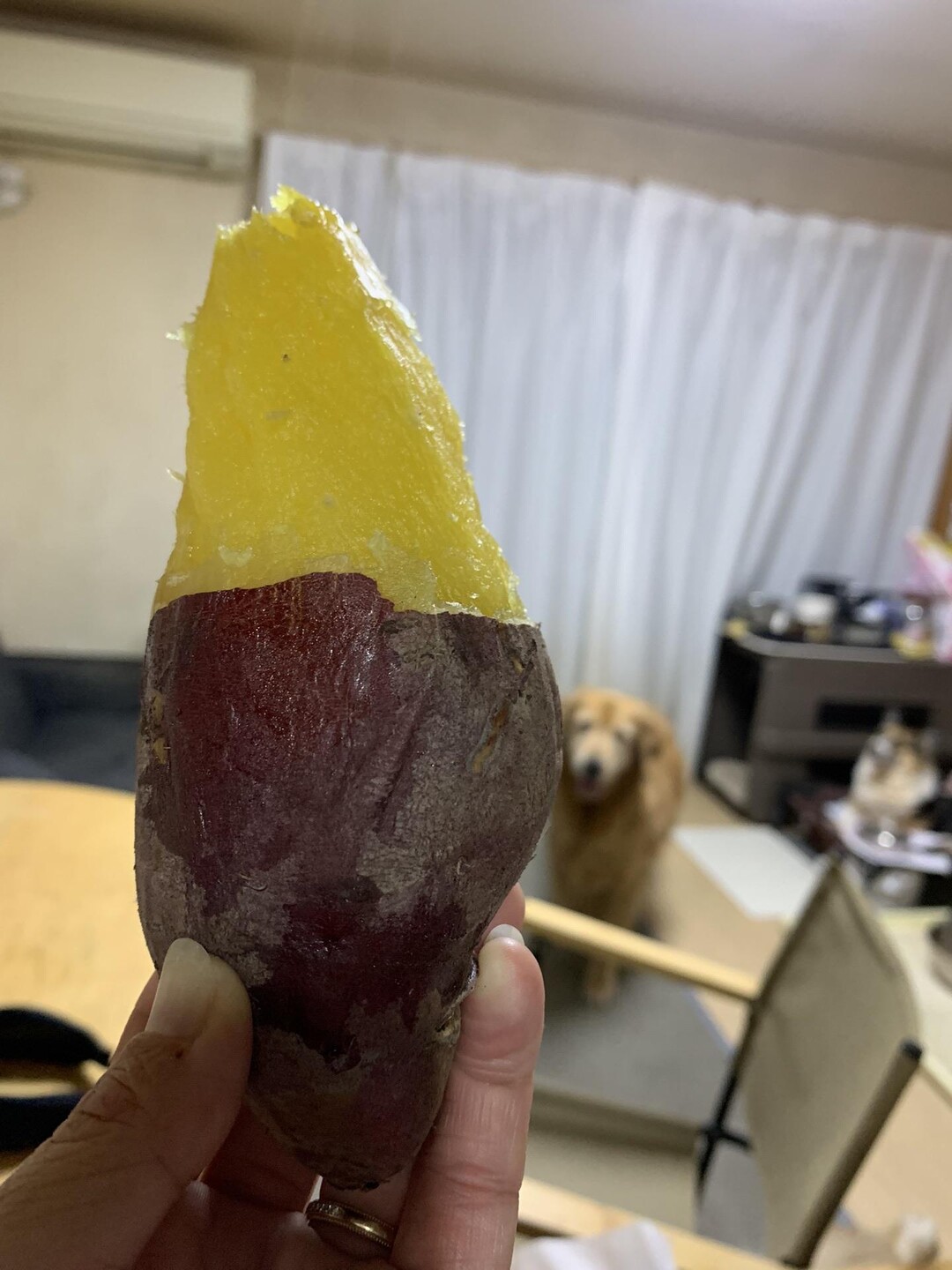 10月に収穫した家庭菜園のサツマイモ🍠... / aikoさんのモーメント | YAMAP / ヤマップ