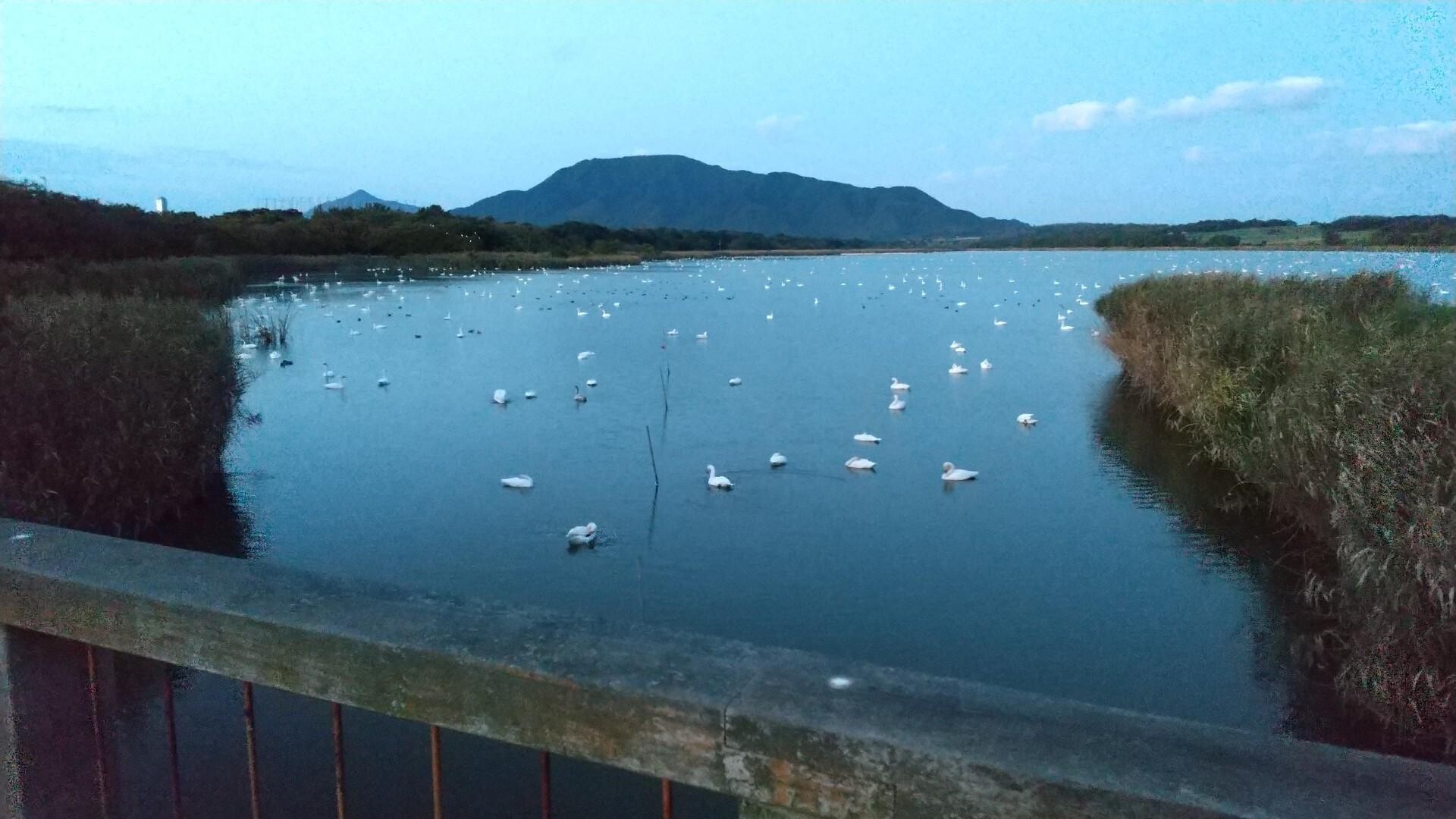 佐潟・白鳥ウォーキング / ひなあられさんのウォーキングの活動データ | YAMAP / ヤマップ