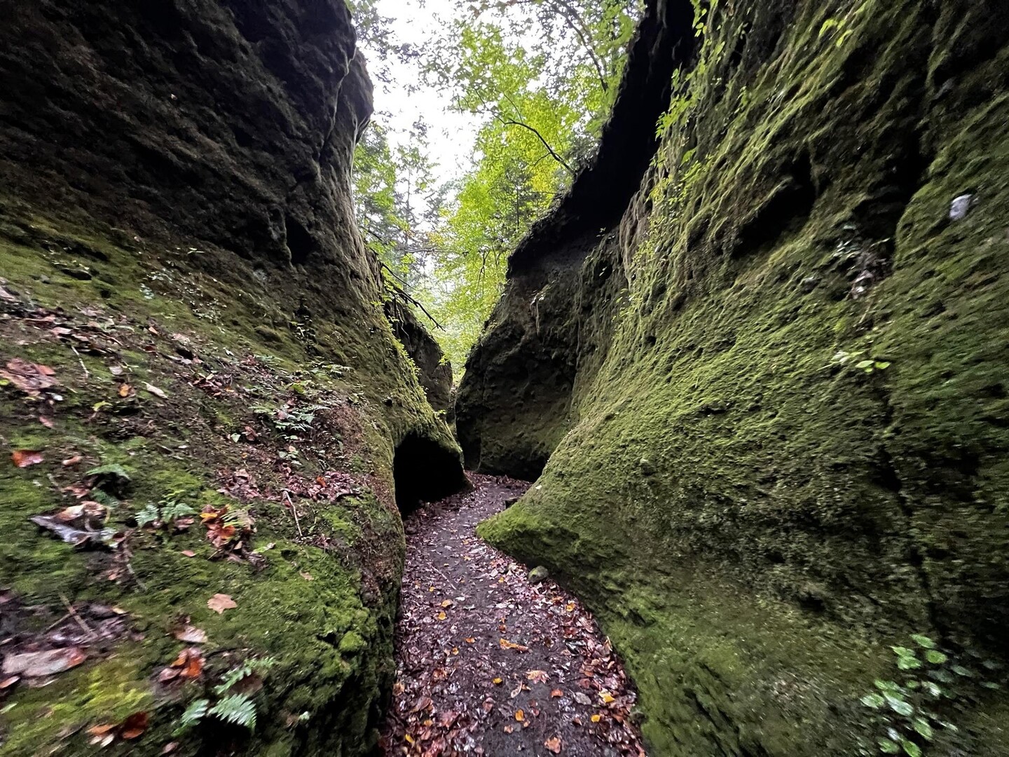Day2 苔の回廊 / Bii&Guunさんのモーメント | YAMAP / ヤマップ