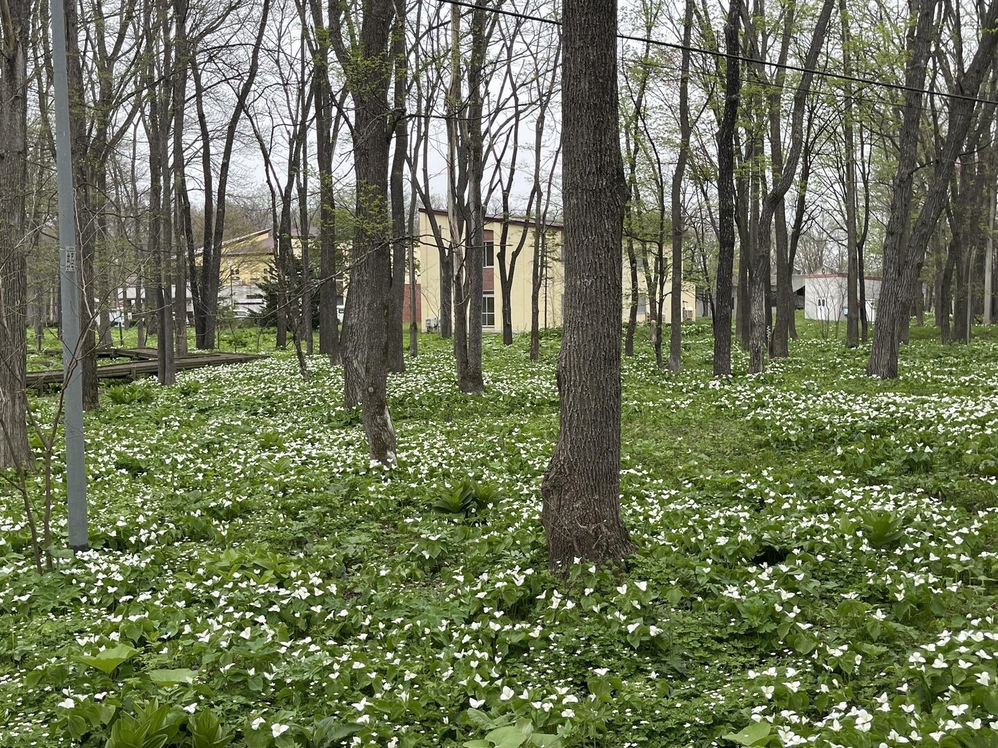 GW🚗💨新嵐山 / momo🐦さんの芽室岳・久山岳・剣山の活動データ | YAMAP / ヤマップ