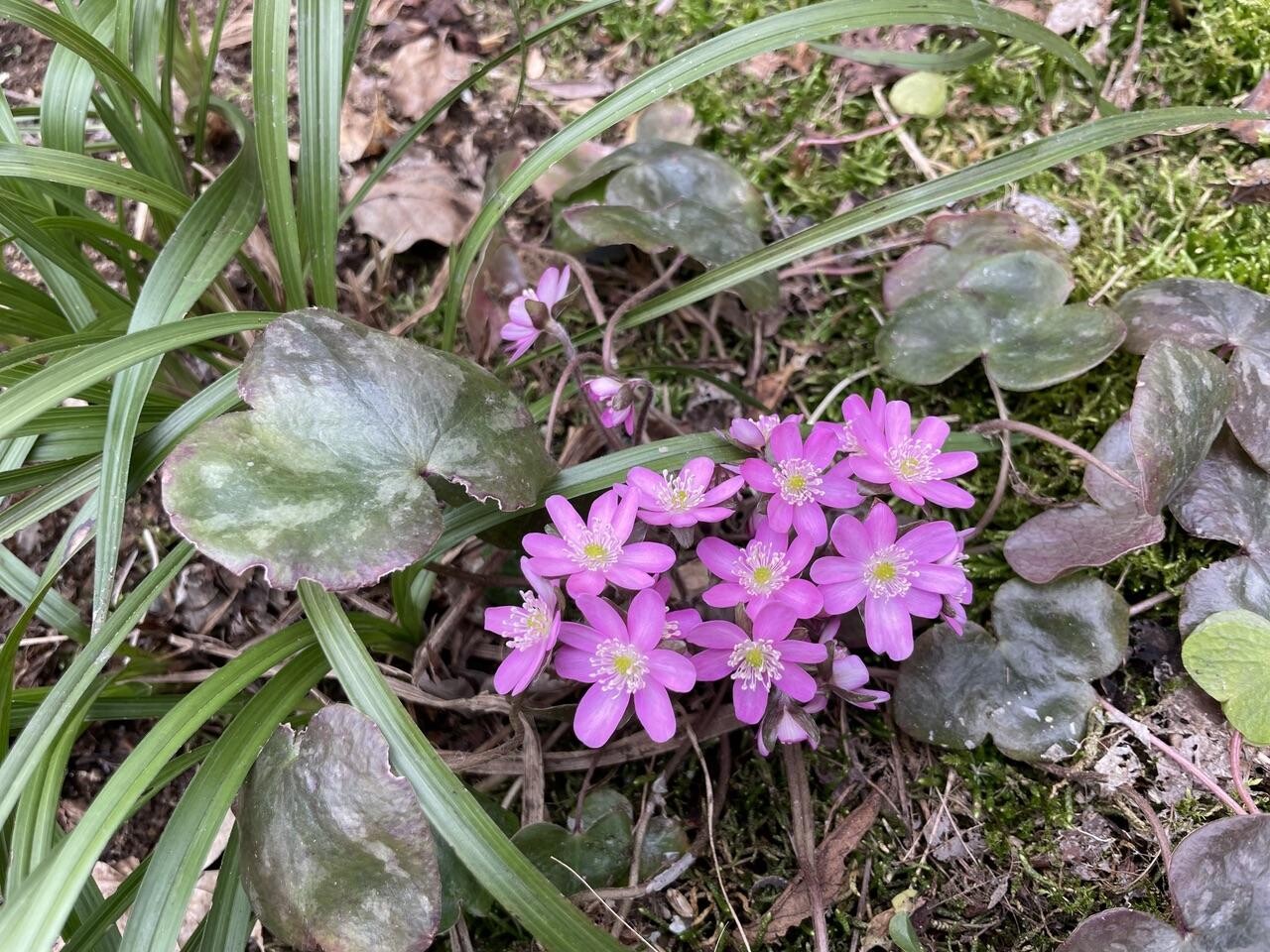 momoのページ | YAMAP / ヤマップ