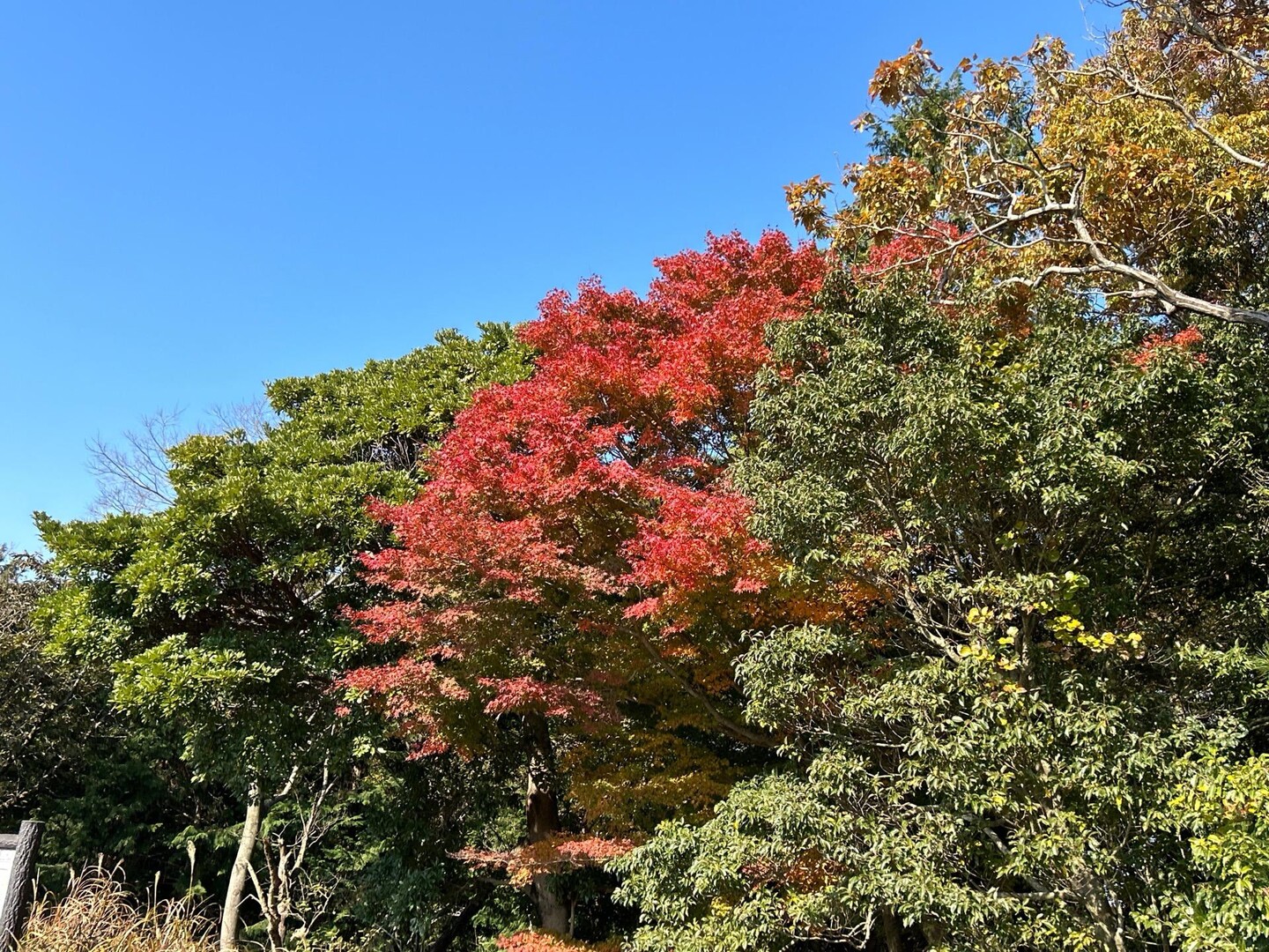 多度山 / SHOさんの多度山・美濃松山・石津御嶽の活動データ | YAMAP / ヤマップ