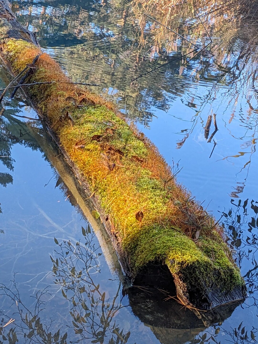 2024.11.23(土) 15:38 / あかさたなさんのモーメント | YAMAP / ヤマップ