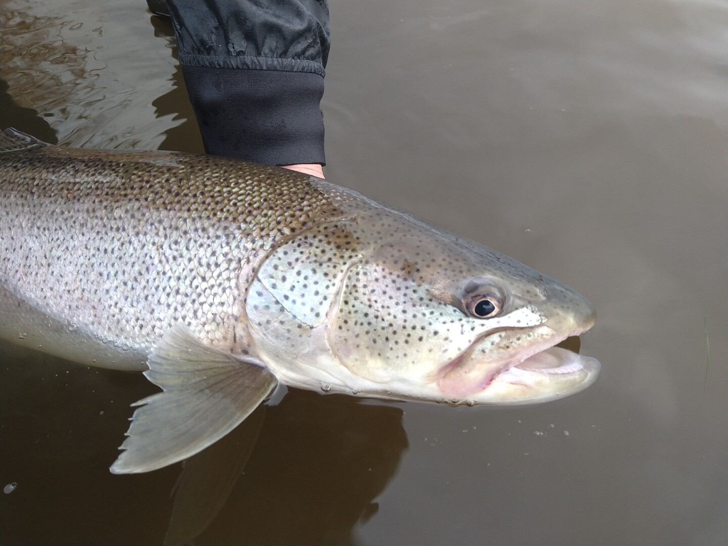 春秋の恒例行事。 北海道 猿払川イトウ釣... / マングローブジャックさんのモーメント | YAMAP / ヤマップ