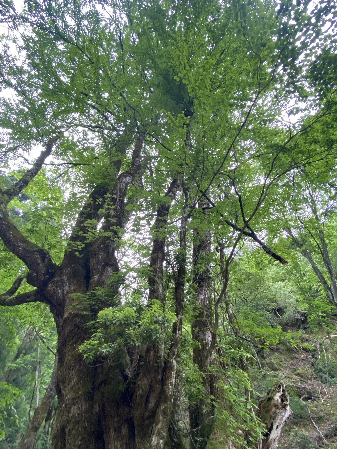 ️️ 小満 ️ 5月21日は、二十... / meshiさんのモーメント | YAMAP / ヤマップ