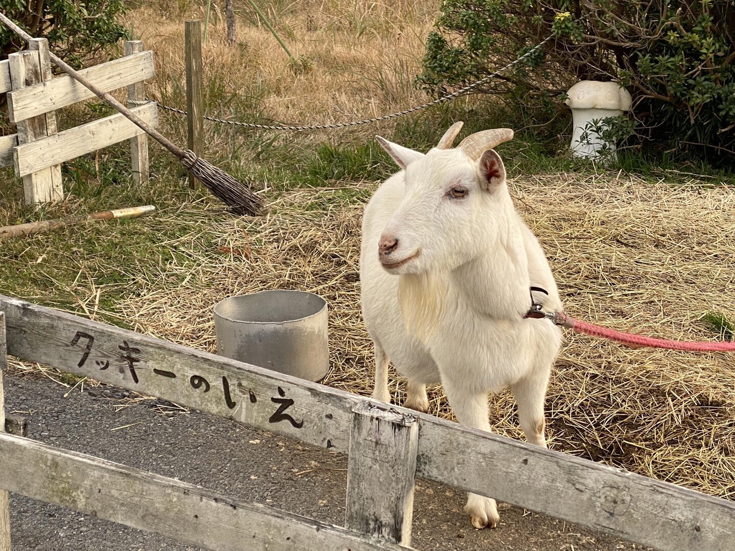 箱根ガイリーンEX / イチゴスペシャルさんの箱根山・神山の活動データ | YAMAP / ヤマップ