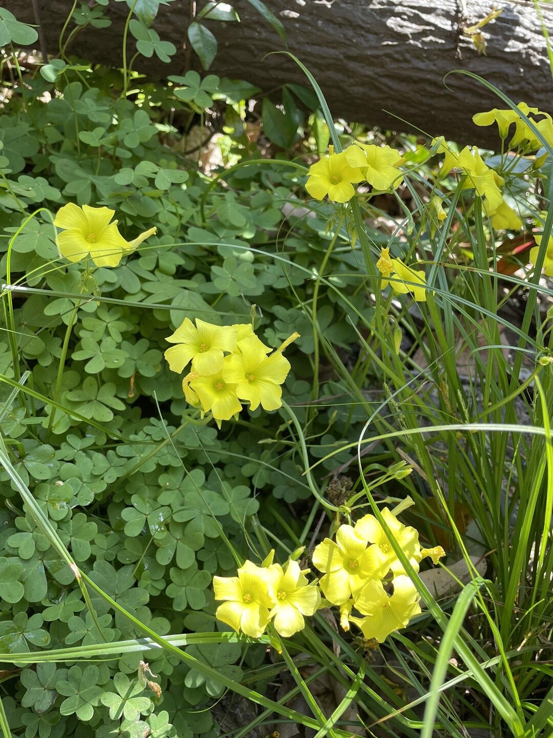 六甲山・長峰山・摩耶山-2024-04-12 / memiさんの六甲山・長峰山・摩耶山の活動データ | YAMAP / ヤマップ