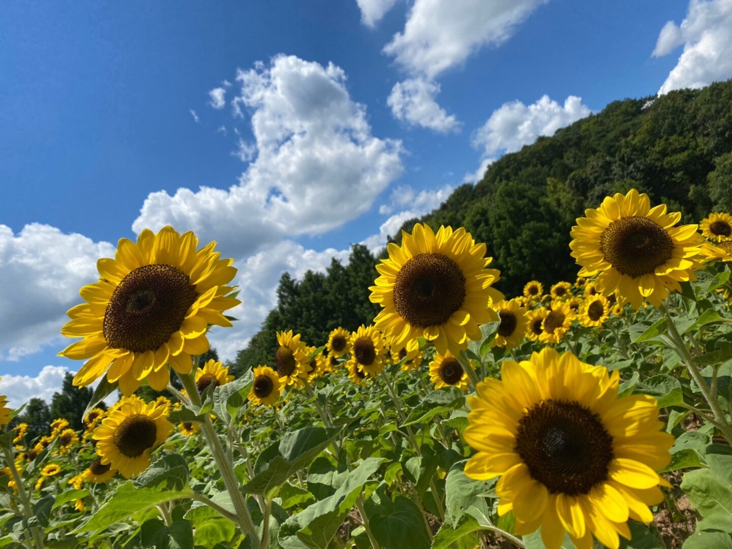 『ERIKA』を狙う怪しい男😱 8... / Lennonさんのモーメント | YAMAP / ヤマップ