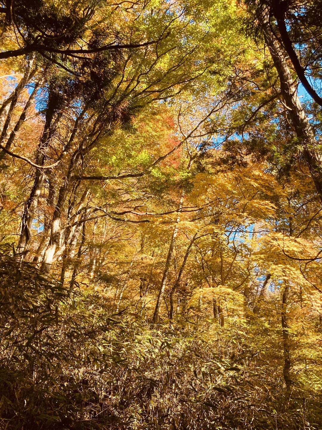 葛木岳・金剛山 / mt.take4さんの金剛山・二上山・大和葛城山の活動データ | YAMAP / ヤマップ