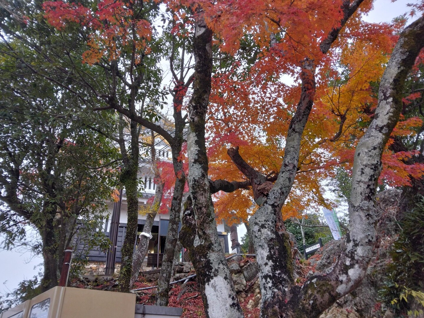 岩戸山・金華山 / Kakkoさんの金華山・洞山・舟伏山の活動データ | YAMAP / ヤマップ