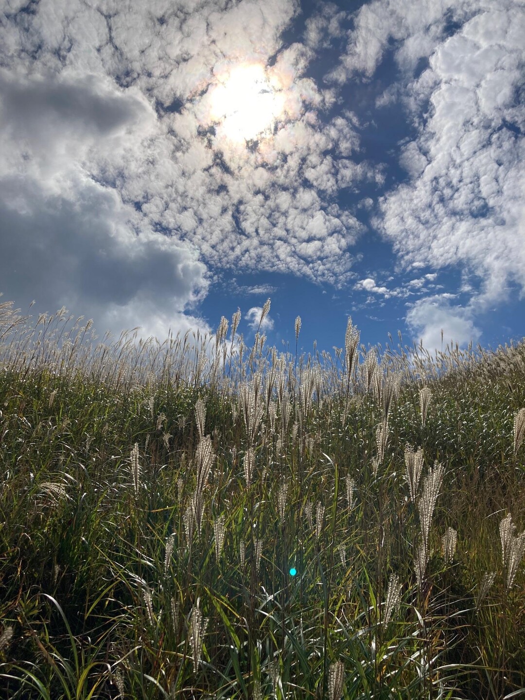 砥峰高原・峰山高原-2022-10-15 / nori0125さんの砥峰高原・峰山高原の活動データ | YAMAP / ヤマップ