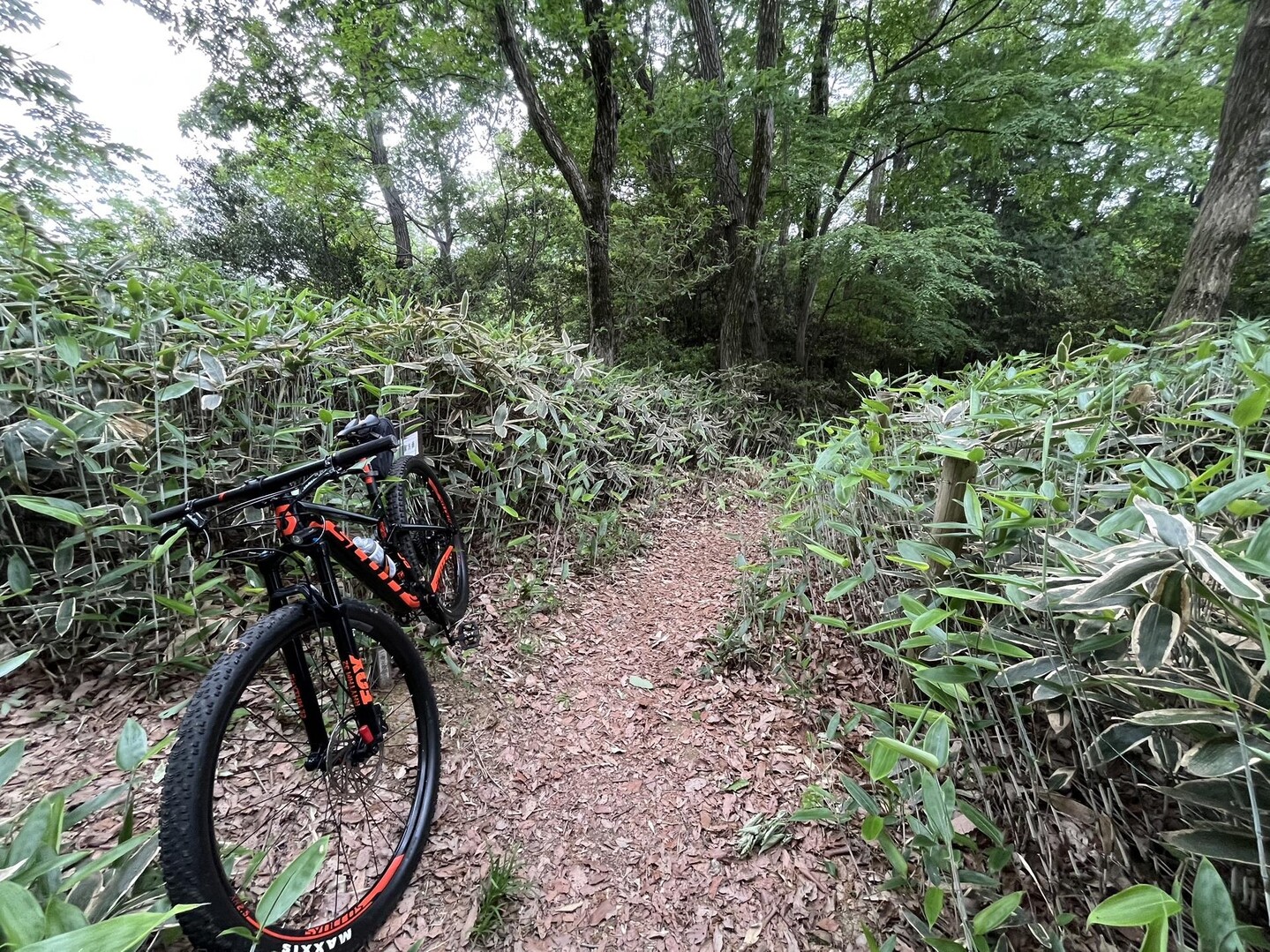 2トレ MTB 【体調戻ってきたので、久しぶり】 / kpk_cooさんのランニングの活動データ | YAMAP / ヤマップ