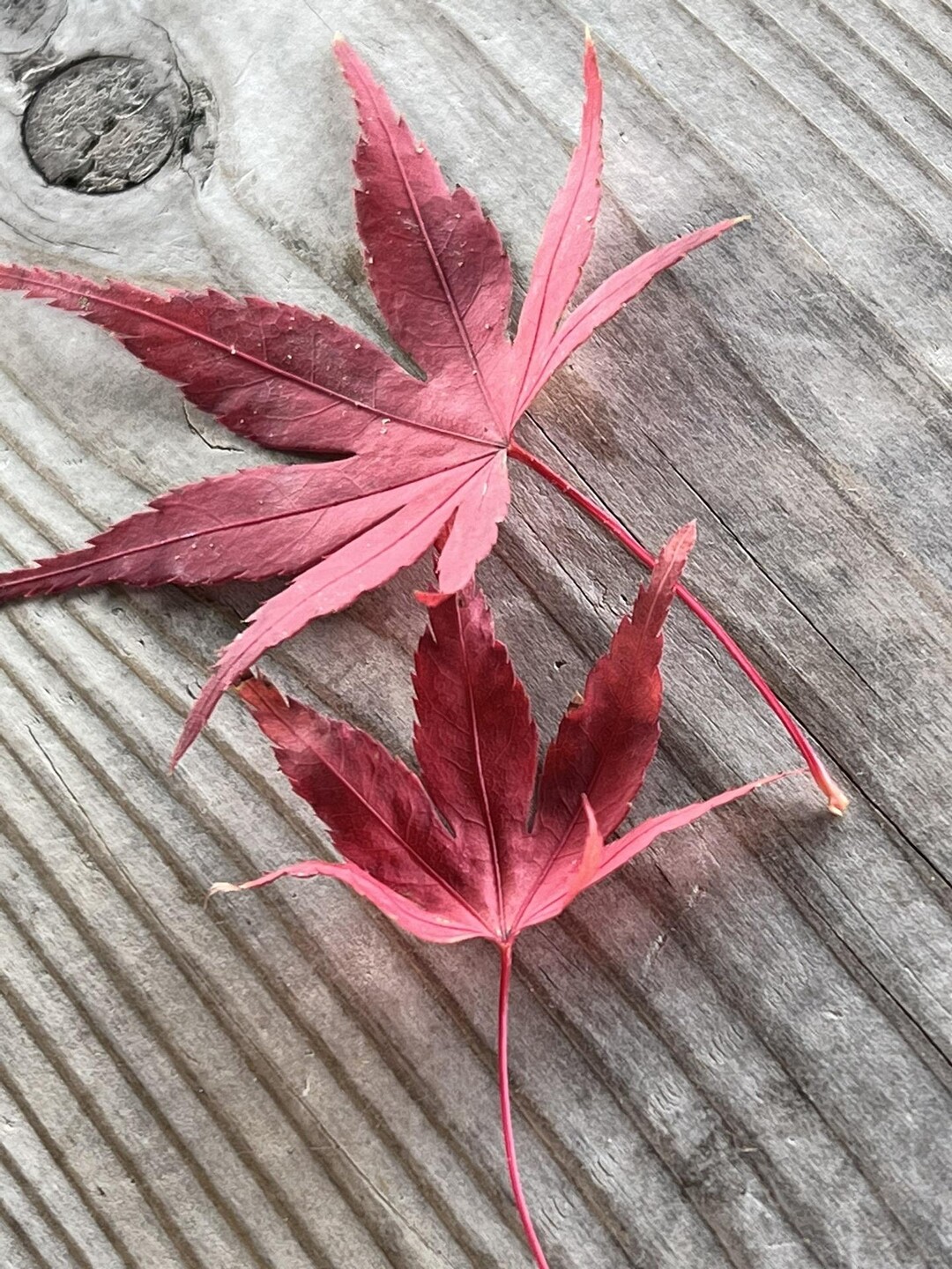 ウォーキング-2022-11-22 / mayucaさんのウォーキングの活動データ | YAMAP / ヤマップ