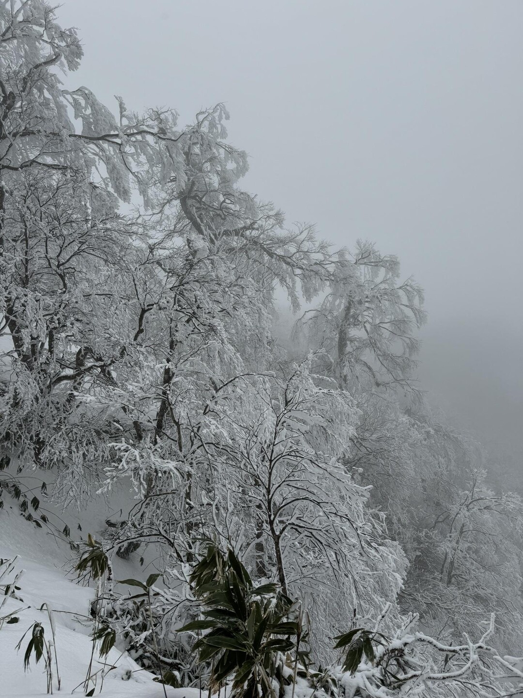 雪の少ない四国から毛無山へ / cozy284さんの毛無山の活動データ | YAMAP / ヤマップ