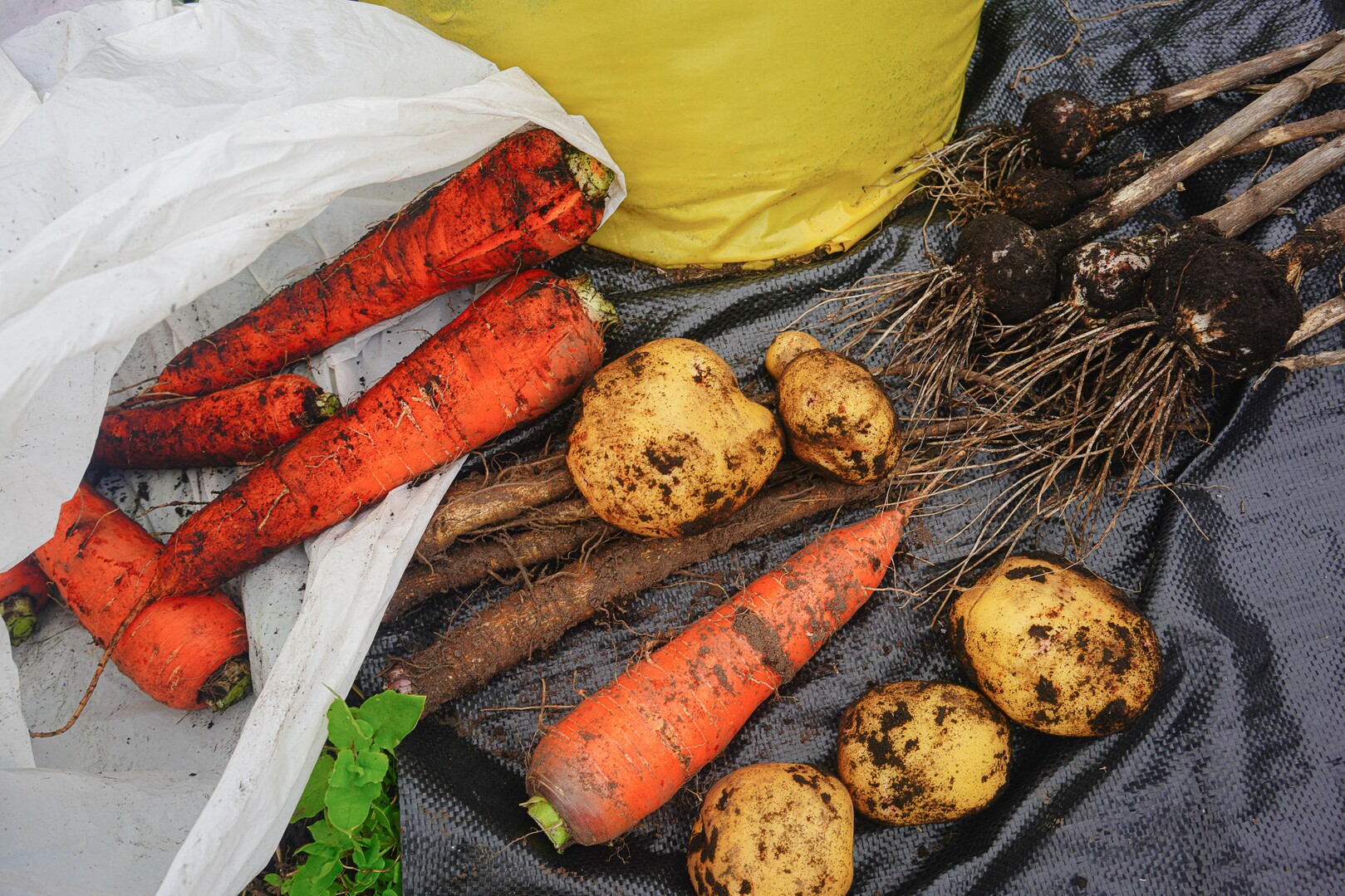畑記録202306 / でいさんの大分市の活動データ | YAMAP / ヤマップ