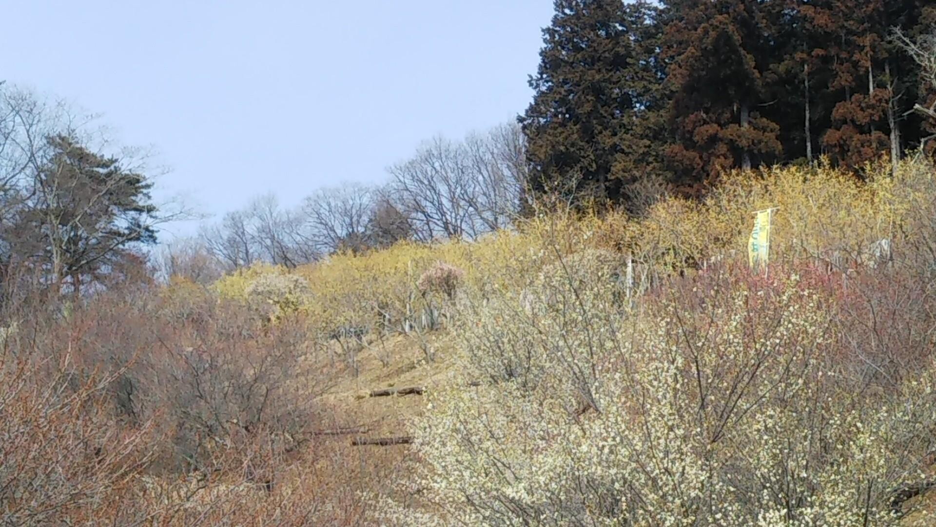 宝登山・権田山 / horiさんの宝登山・長瀞アルプス・不動山・陣見山・鐘撞堂山の活動データ | YAMAP / ヤマップ