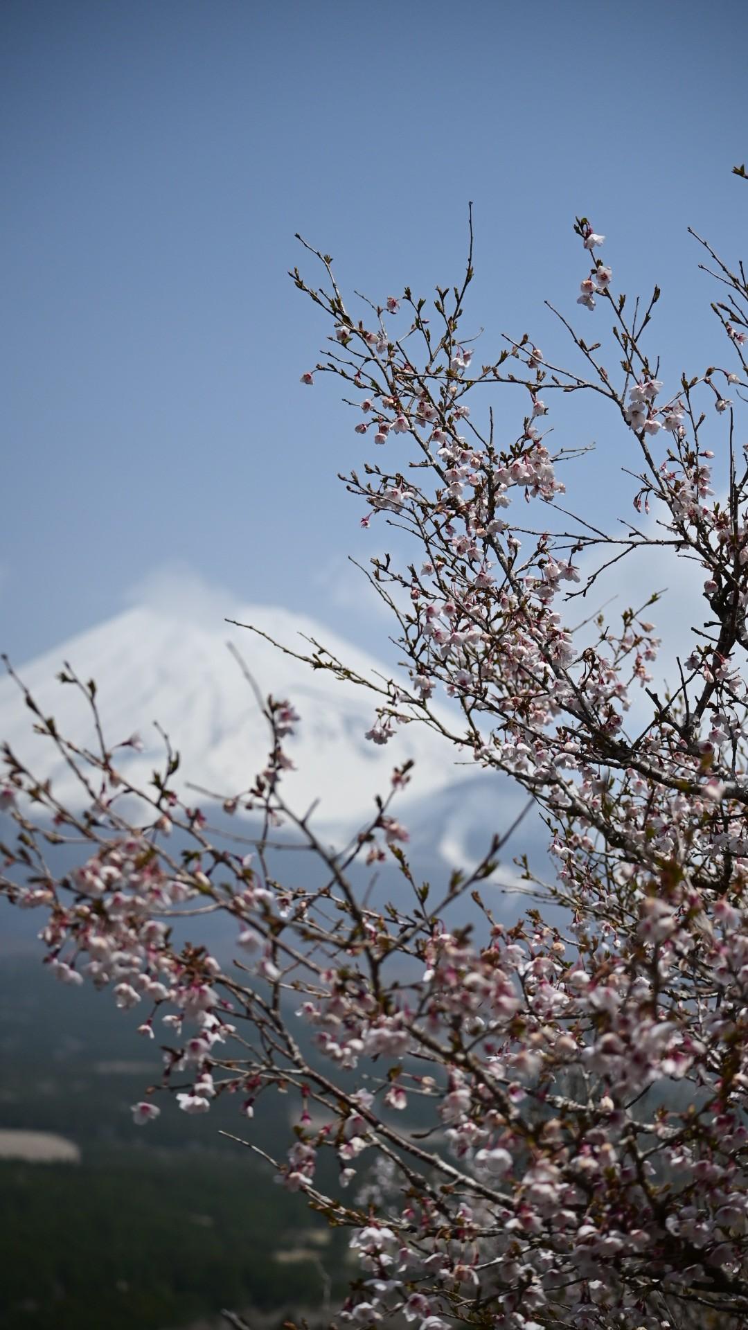 春の越前岳🌸 / HIDEさんの愛鷹山・大岳・黒岳の活動データ | YAMAP / ヤマップ
