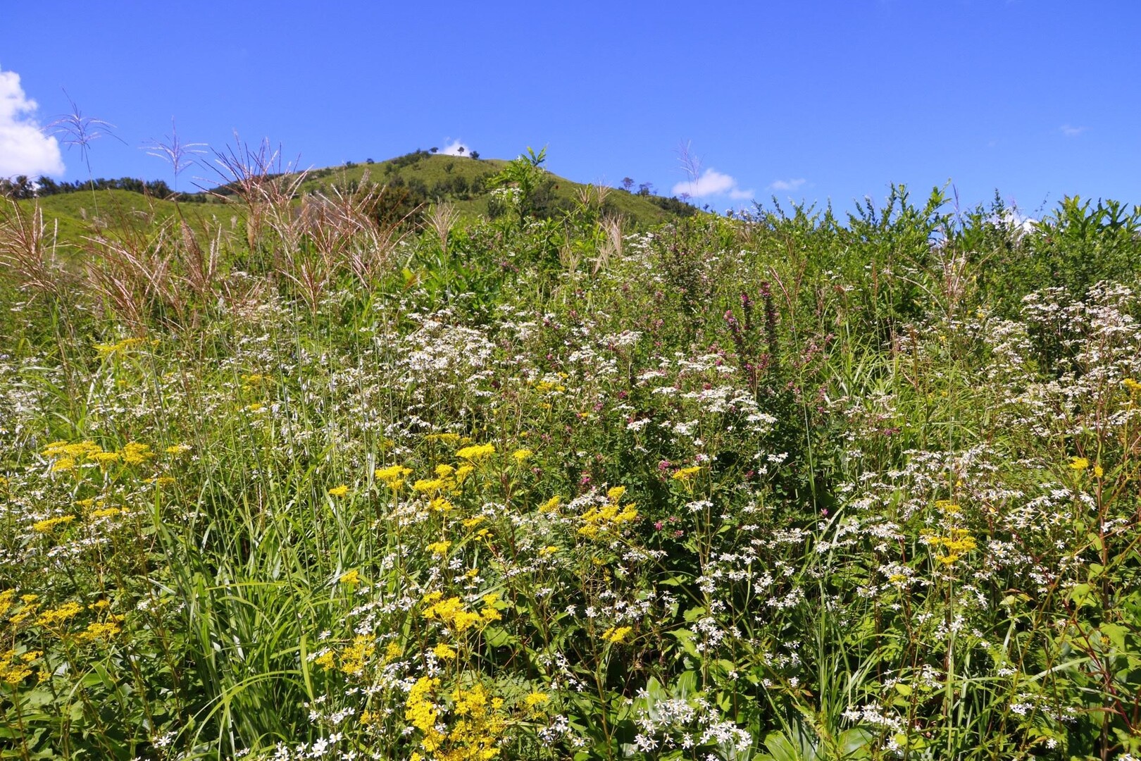 秋の気配 深入山 / yo-jiさんの深入山の活動データ | YAMAP / ヤマップ
