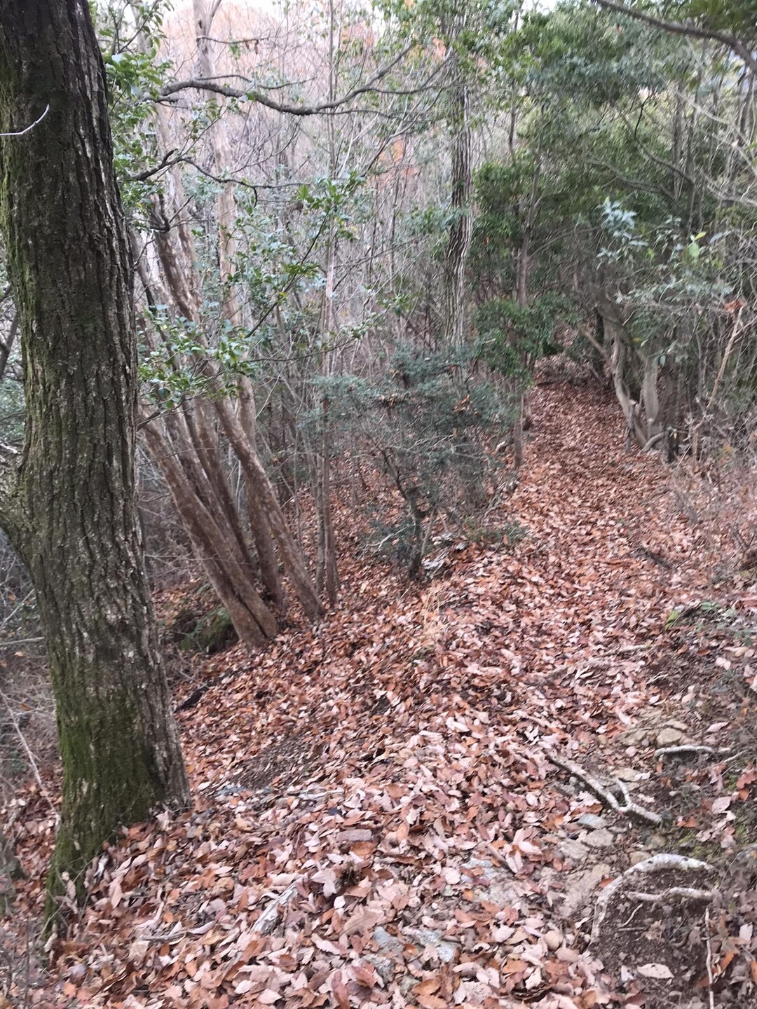 kunitaroさんの投稿したフィールドメモ | YAMAP / ヤマップ