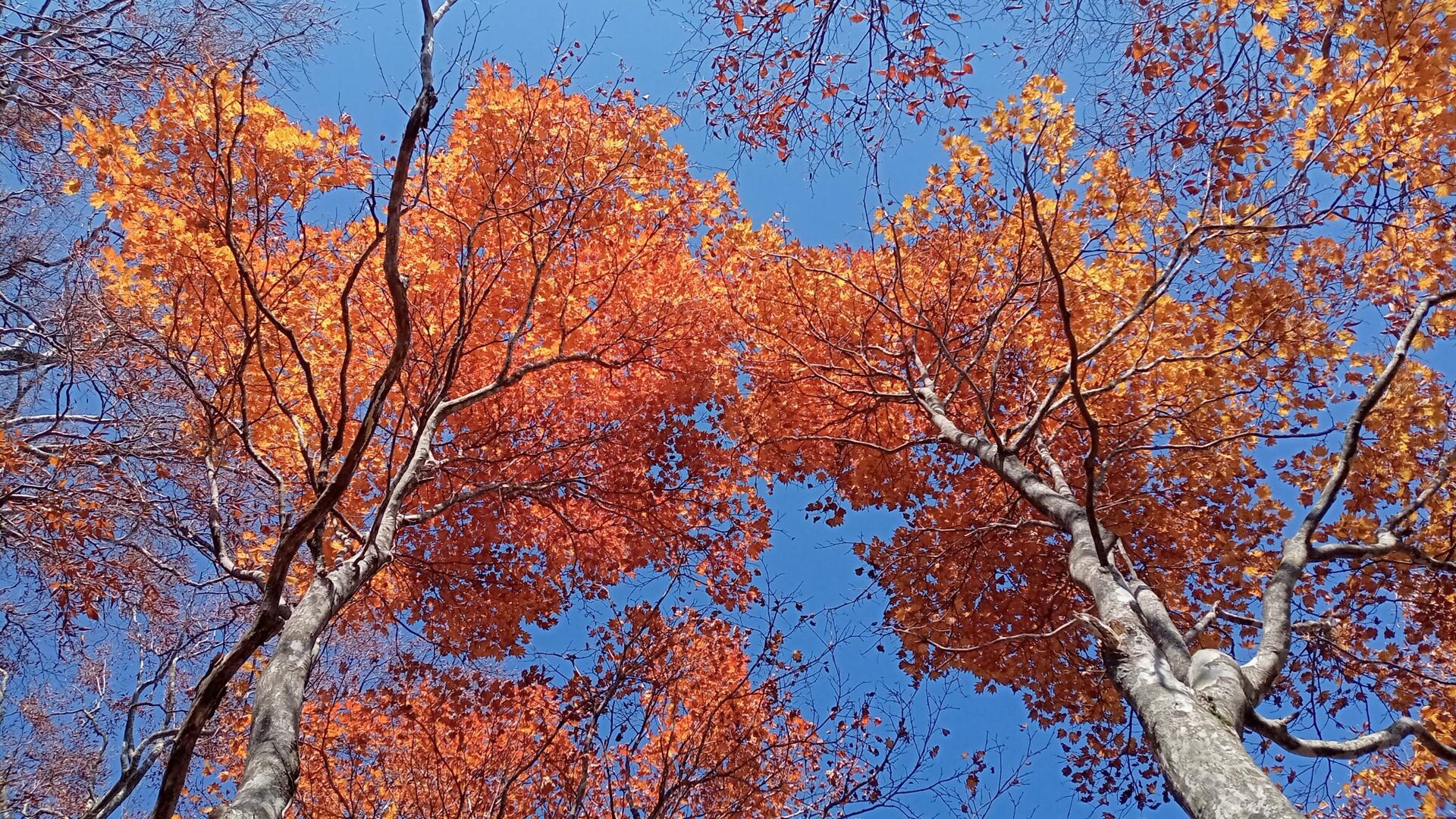 大日ヶ岳 / Yusukeさんの大日ヶ岳・毘沙門岳の活動データ | YAMAP / ヤマップ