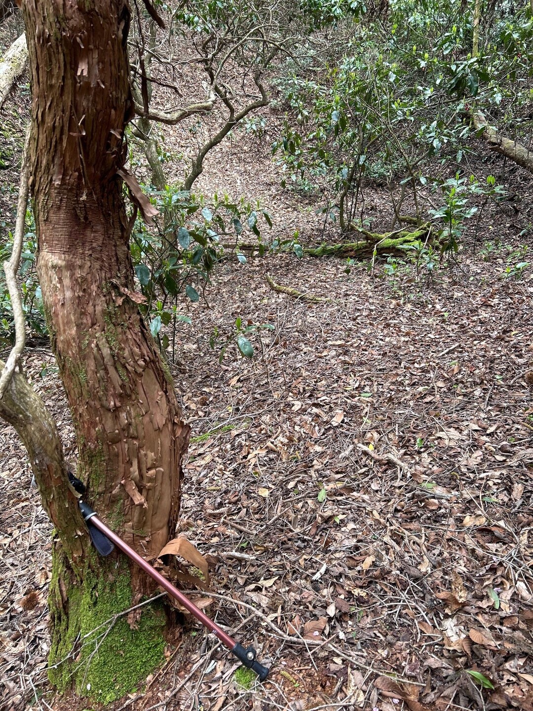 八助 (Yasuke)さんの投稿したフィールドメモ | YAMAP / ヤマップ