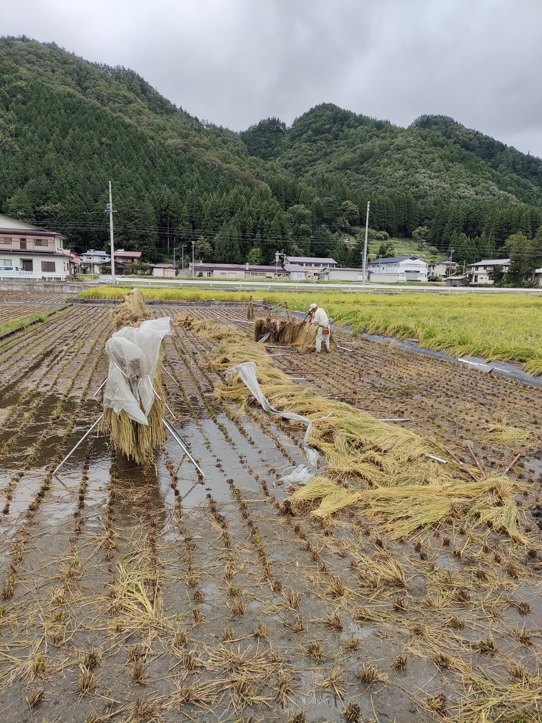 強烈な台風でしたね。 稲刈りしたばかりの... / SUMさんのモーメント | YAMAP / ヤマップ
