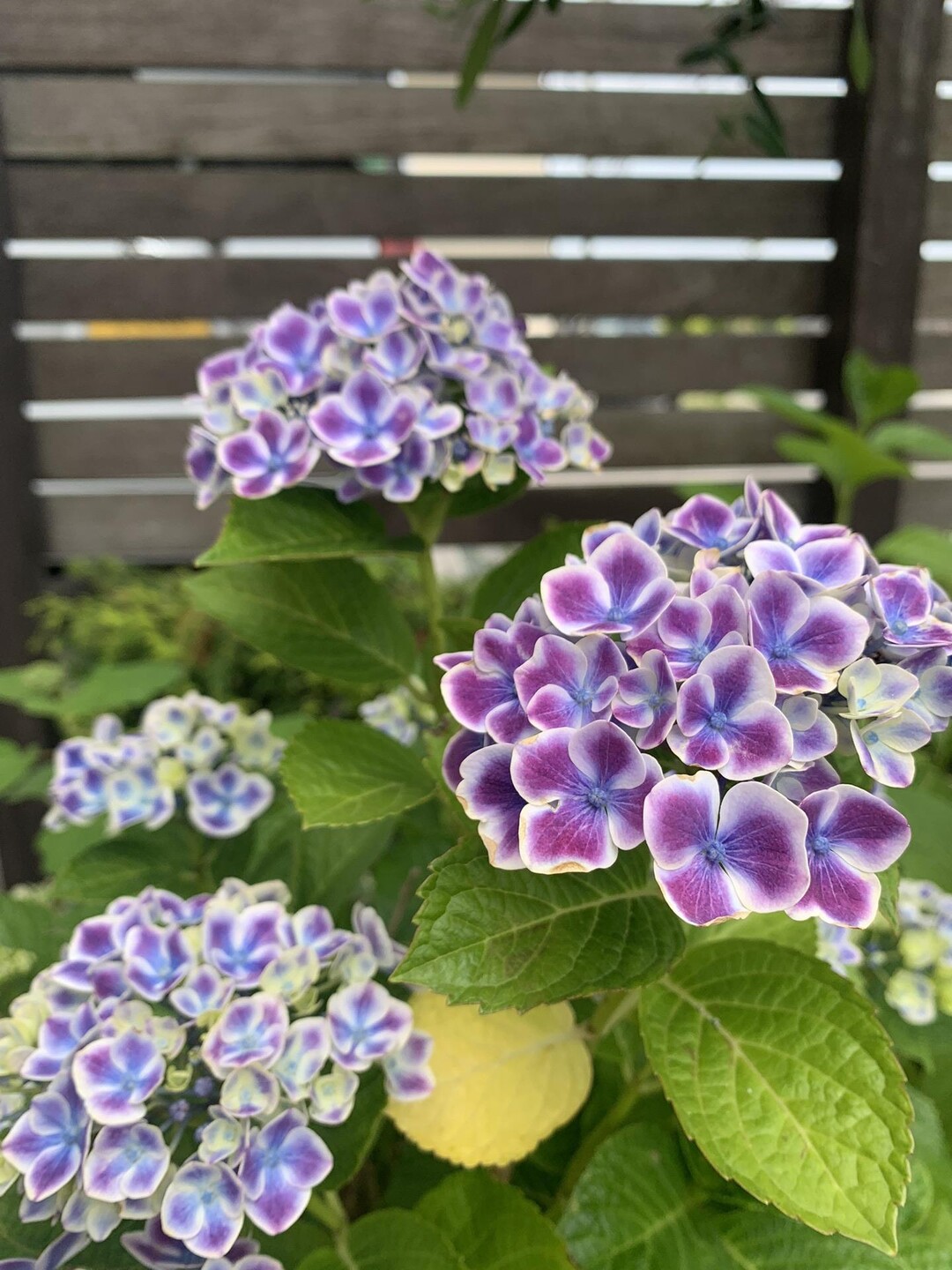 大好きな紫陽花たちが、今年も咲きそろいま... / nekoさんのモーメント | YAMAP / ヤマップ