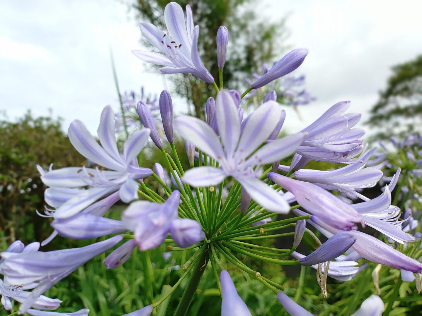 ルーティン2日目-6-30 / Dai さんの元越山・色利山・石槌山の活動データ | YAMAP / ヤマップ