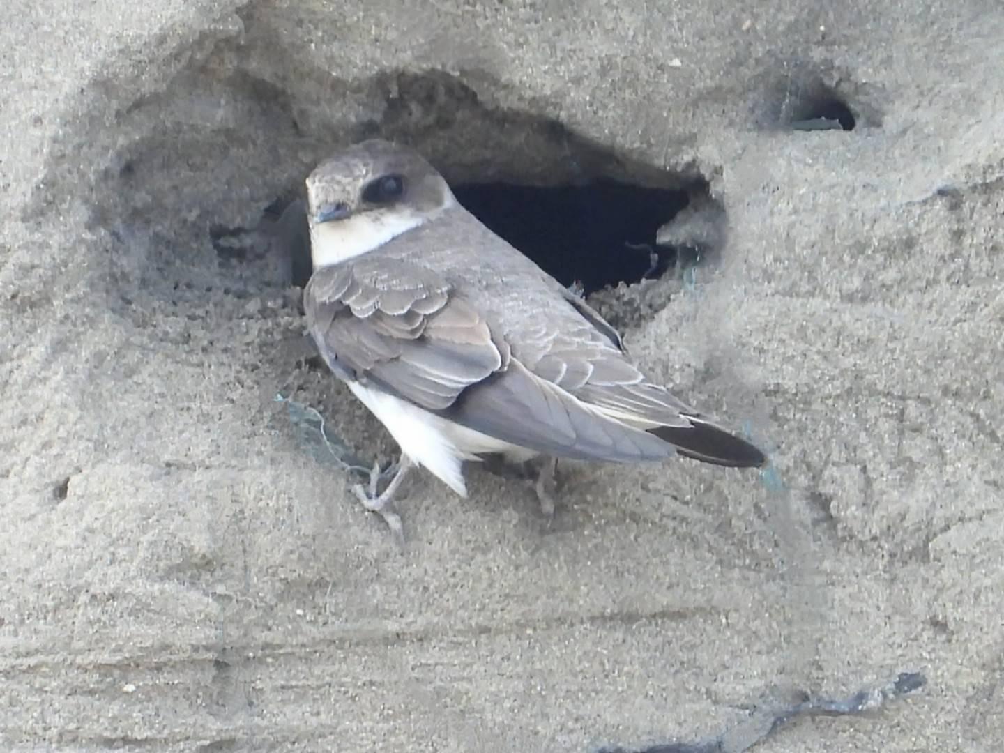 今日も鳥活 ショウドウツバメ ノゴマ ホ... / masa@さんのモーメント | YAMAP / ヤマップ