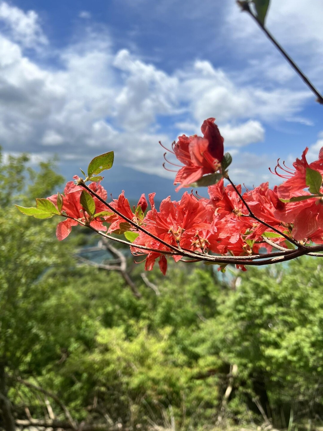 いざ！十二ヶ岳 / Josiaさんの節刀ヶ岳・破風山・足和田山の活動日記 | YAMAP / ヤマップ