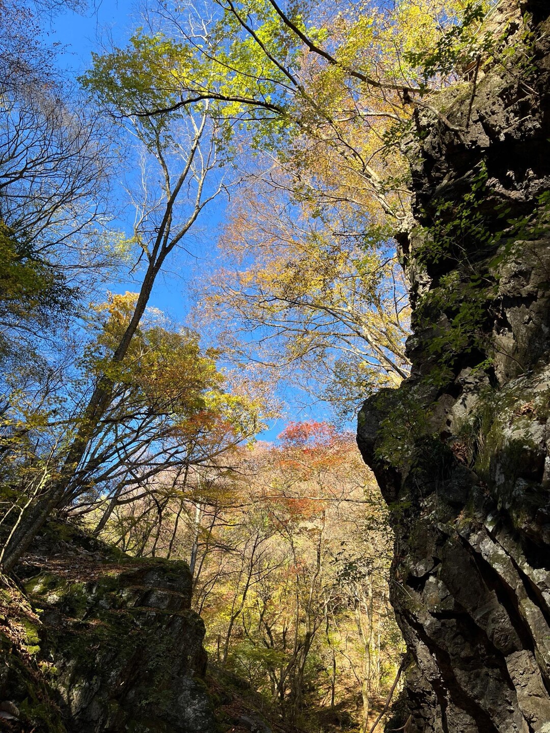 御岳山・日の出山 / yasさんの大岳山・御岳山・御前山の活動データ | YAMAP / ヤマップ