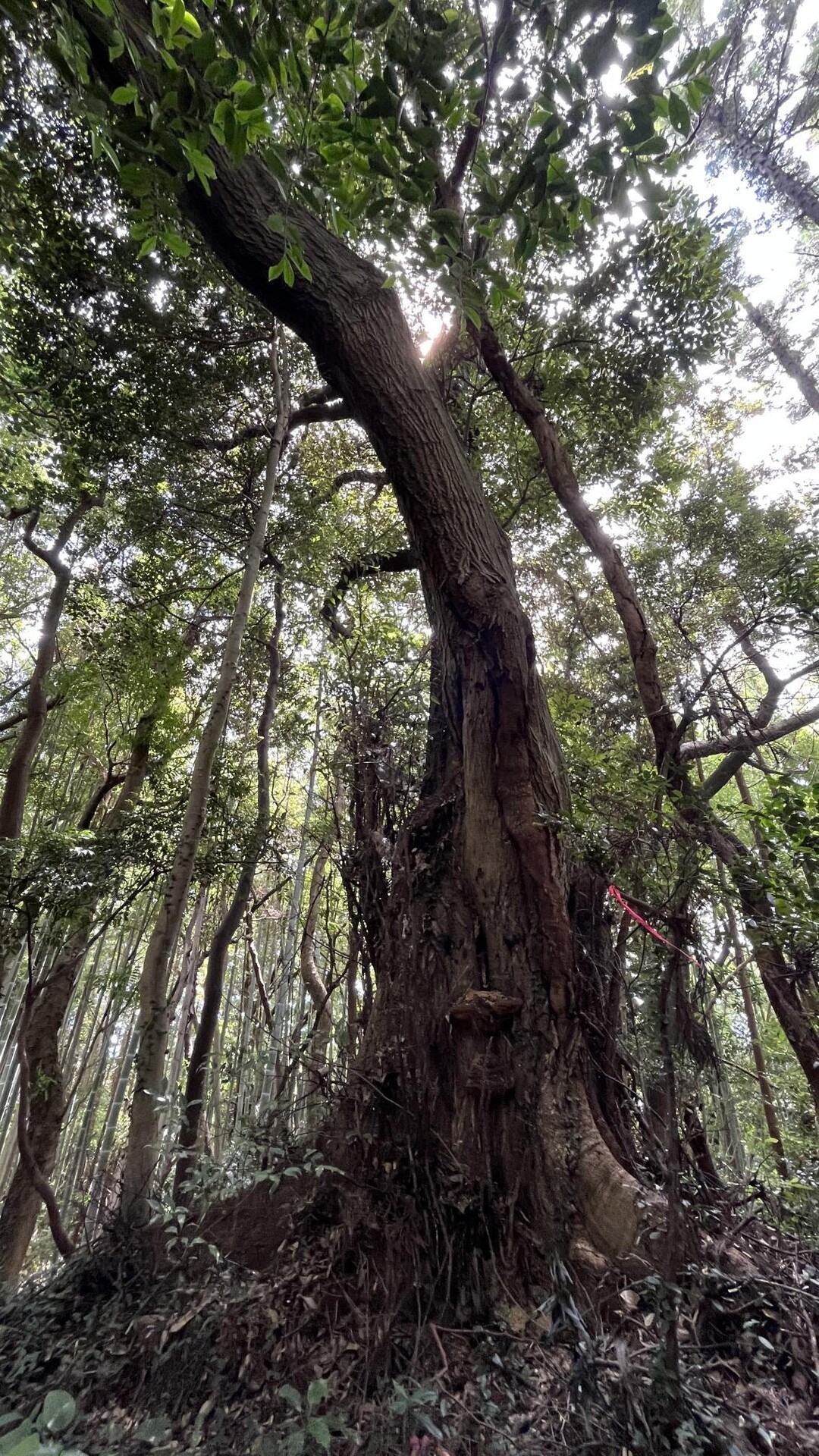 南山(1 hour challenge III その1) / jan4422さんの雷山・井原山の活動データ | YAMAP / ヤマップ