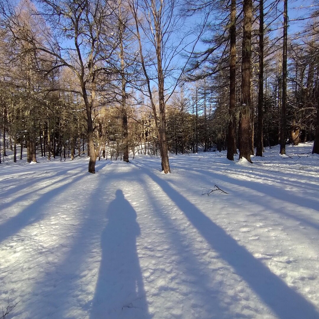 櫛形山・奥仙重・裸山・唐松岳 / Kooさんの櫛形山・裸山・唐松岳の活動日記 | YAMAP / ヤマップ