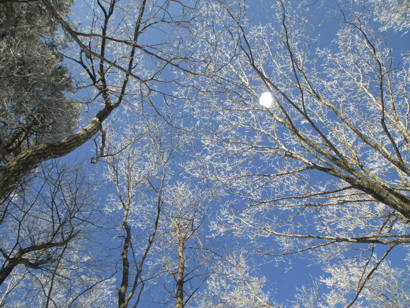 霧氷に感激 / naka-chaさんの霧訪山・大芝山・鳴雷山の活動データ | YAMAP / ヤマップ