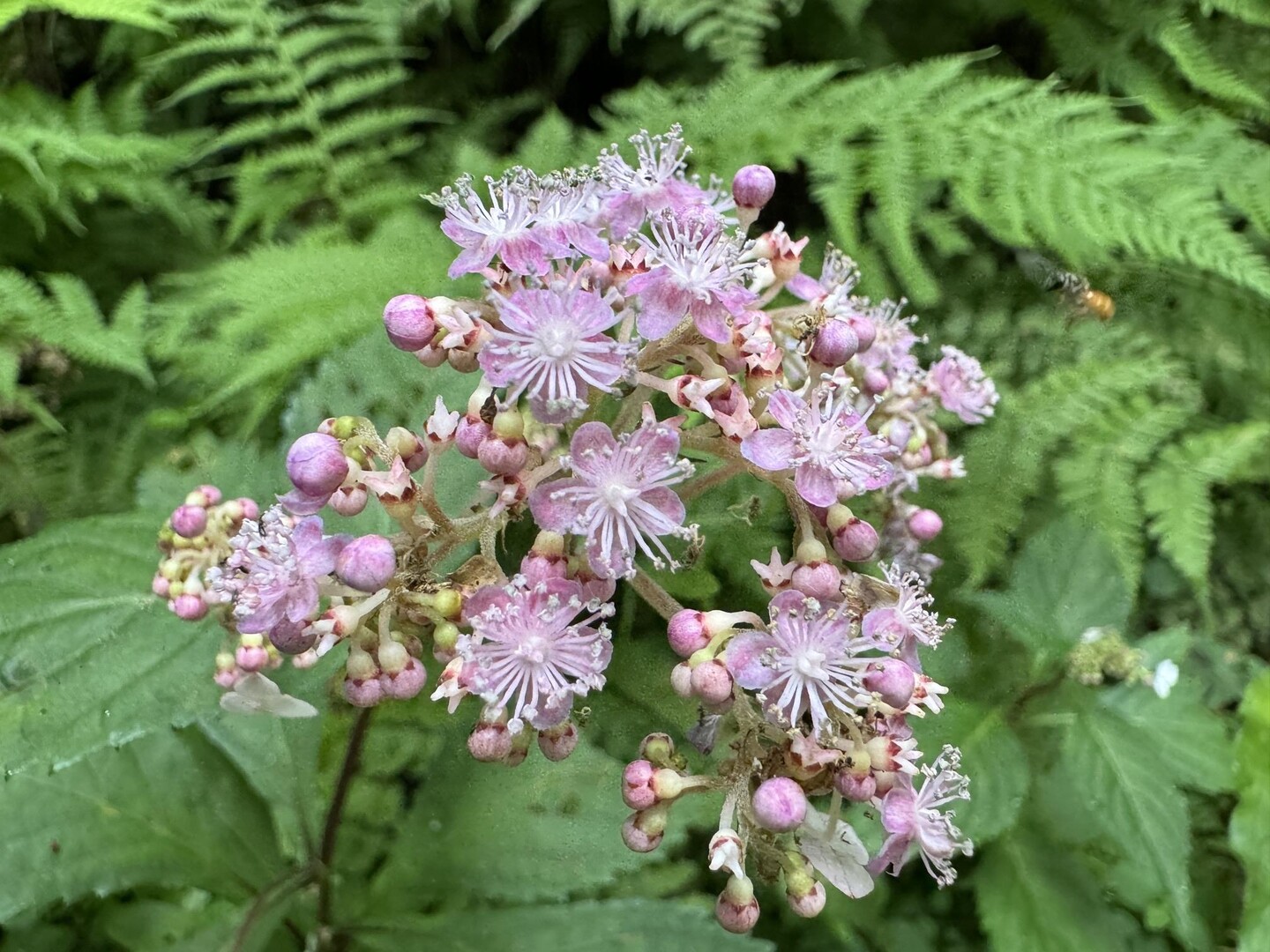 金剛山139 千早本道〜文珠尾根 / Kouさんの金剛山・二上山・大和葛城山の活動データ | YAMAP / ヤマップ