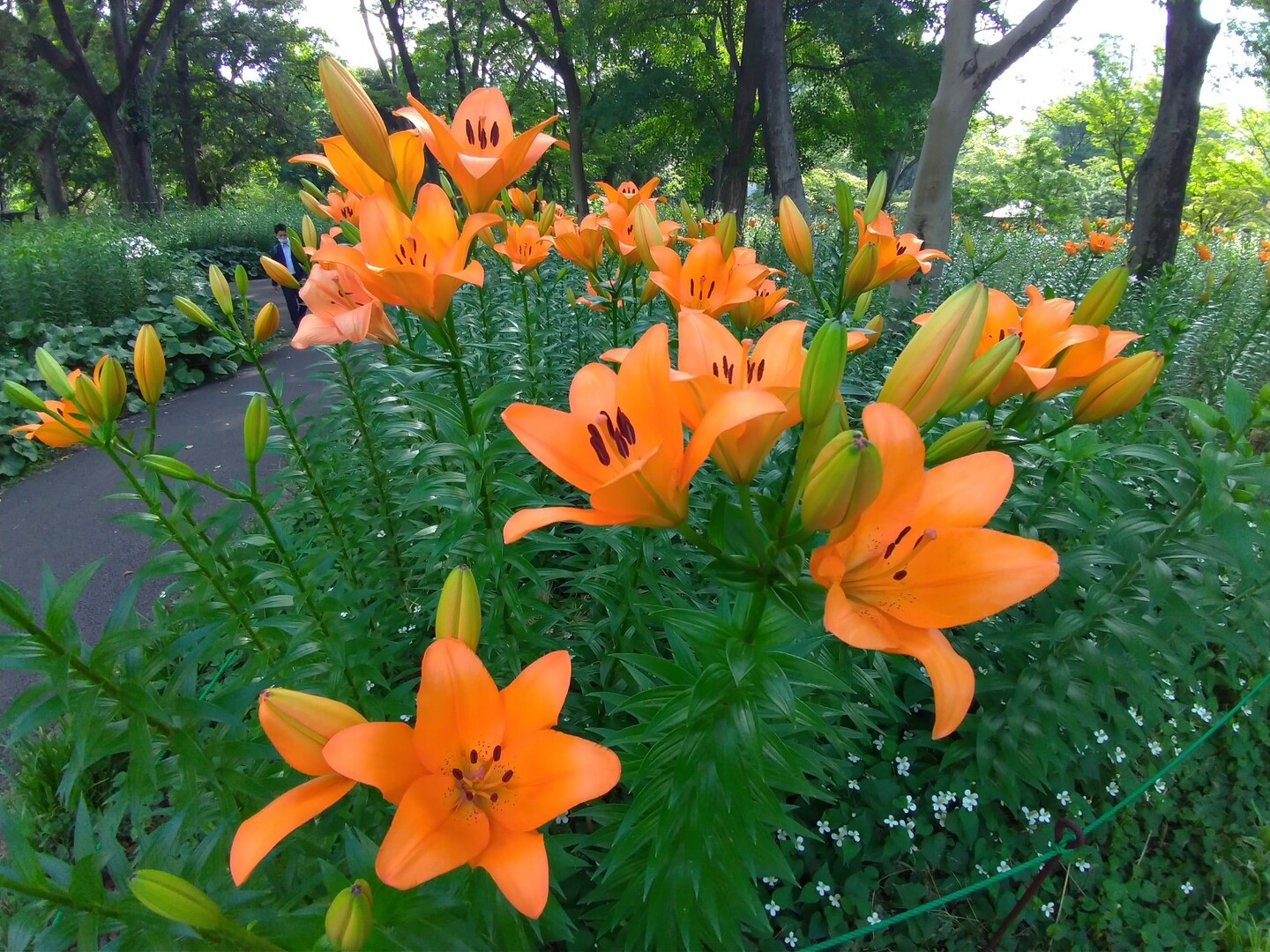 久しぶりの☀️通勤は日比谷公園🌳経由 ... / ☆futa☆さんのモーメント | YAMAP / ヤマップ