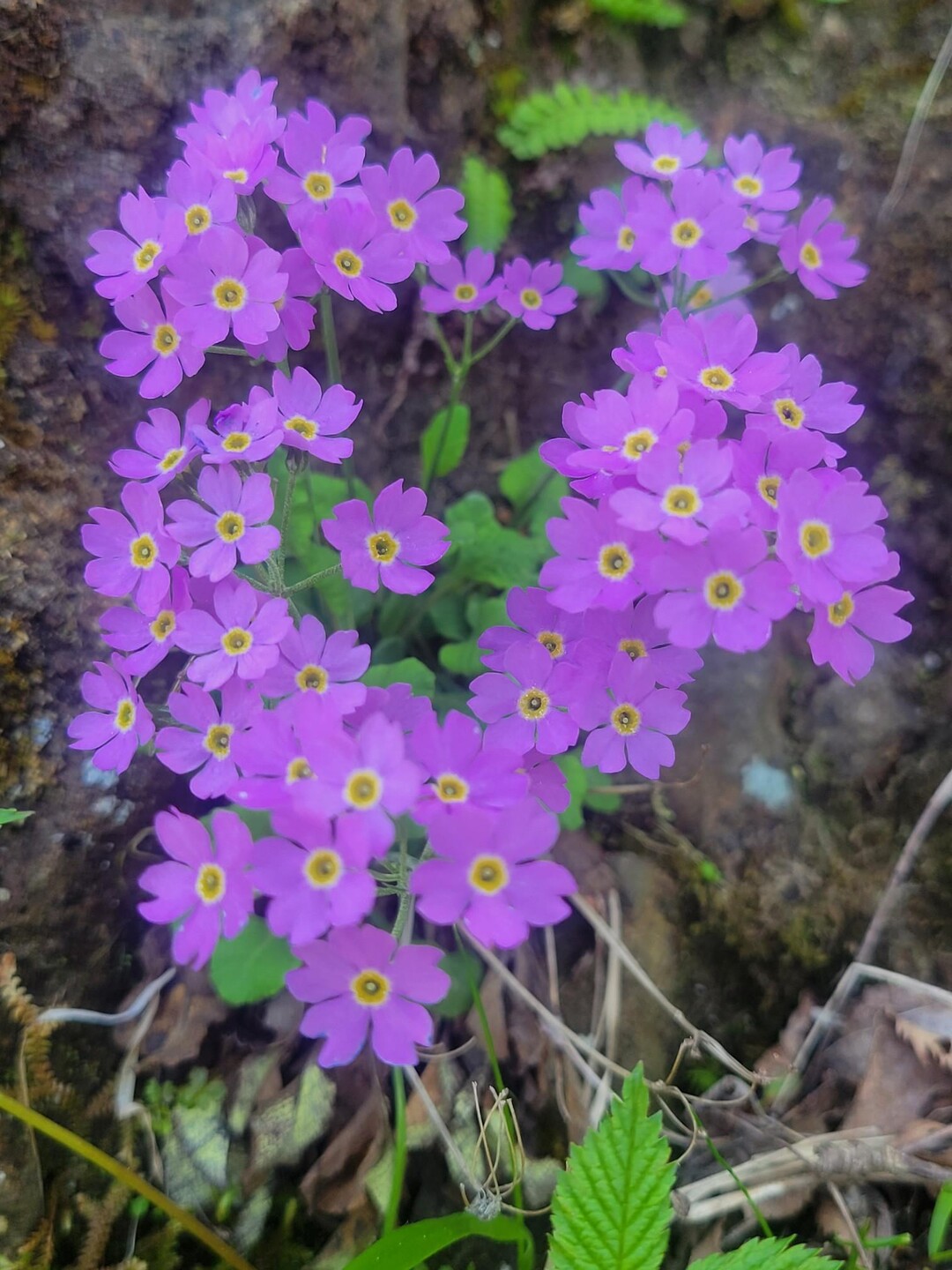 お🌸探し🌹奥稀府岳 / yuki chanさんの稀府岳の活動データ | YAMAP / ヤマップ