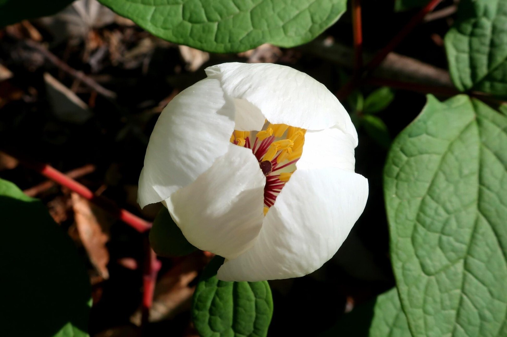 黄砂舞う大船山ブルー / iwa-yasさんの九重山（久住山）・大船山・星生山の活動データ | YAMAP / ヤマップ