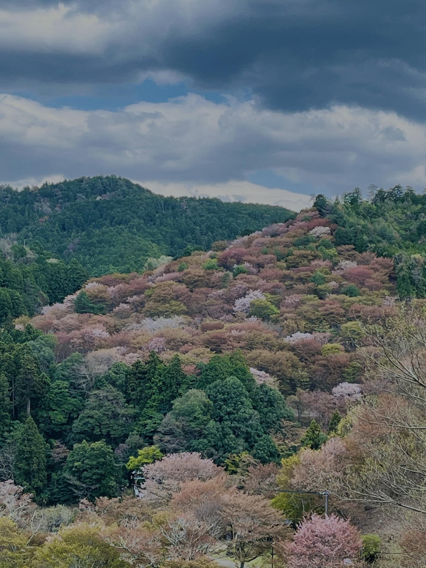 吉野山の桜🌸 / iku araiさんの吉野山・青根ヶ峰・百貝岳の活動データ | YAMAP / ヤマップ