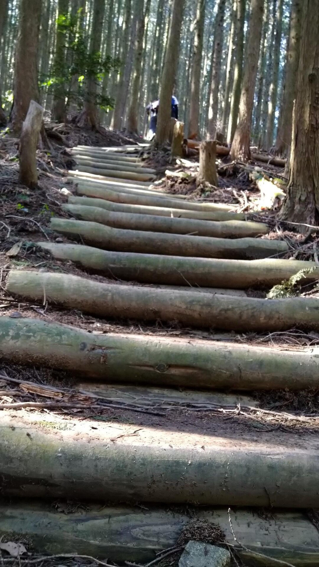 妻と行く!チャレンジ登山大会 / misoyanさんの金剛山・二上山・大和葛城山の活動データ | YAMAP / ヤマップ