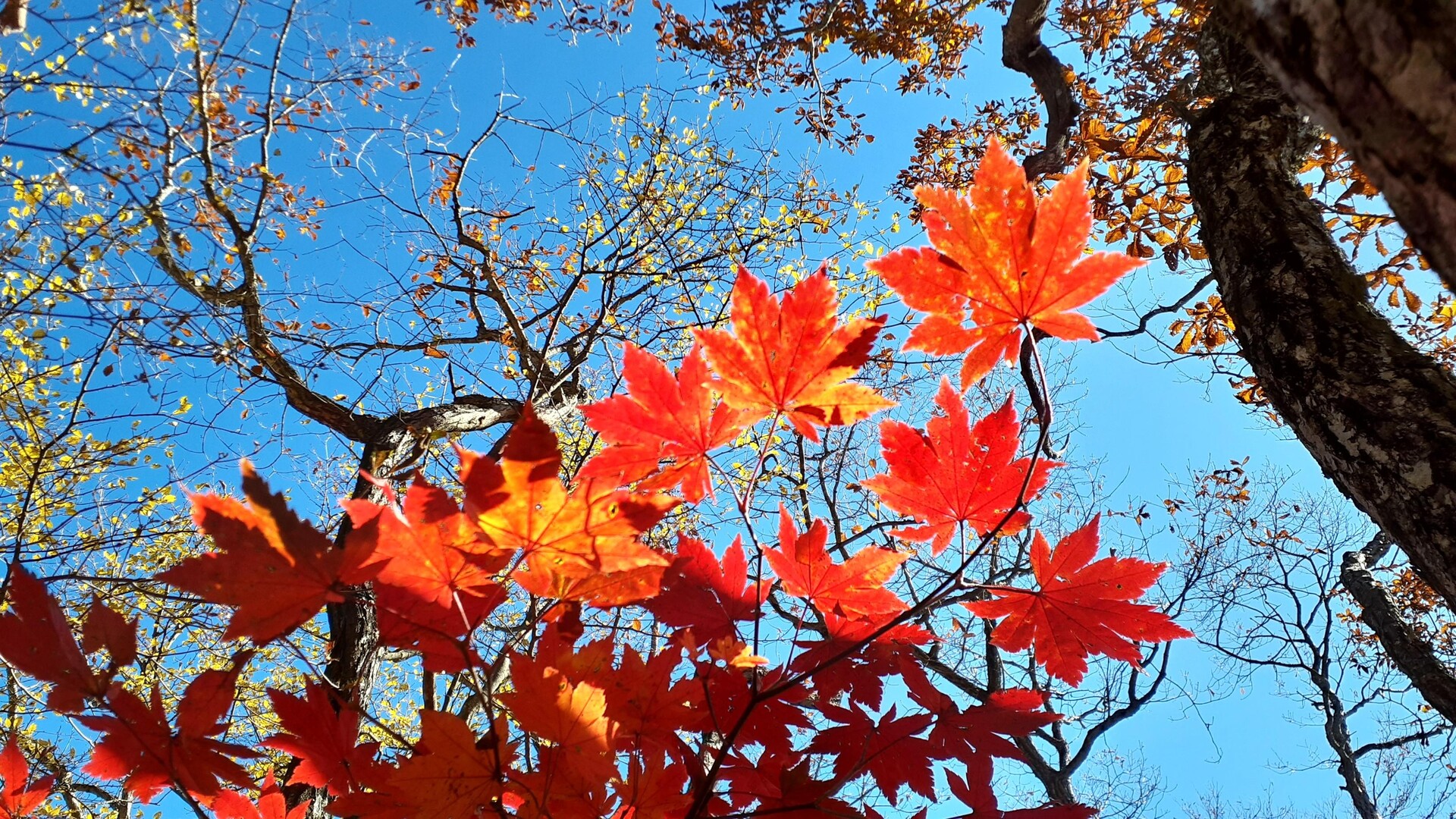 滝子山、南稜～初狩駅 / taroさんの滝子山・大谷ヶ丸・笹子雁ヶ腹摺山の活動データ | YAMAP / ヤマップ