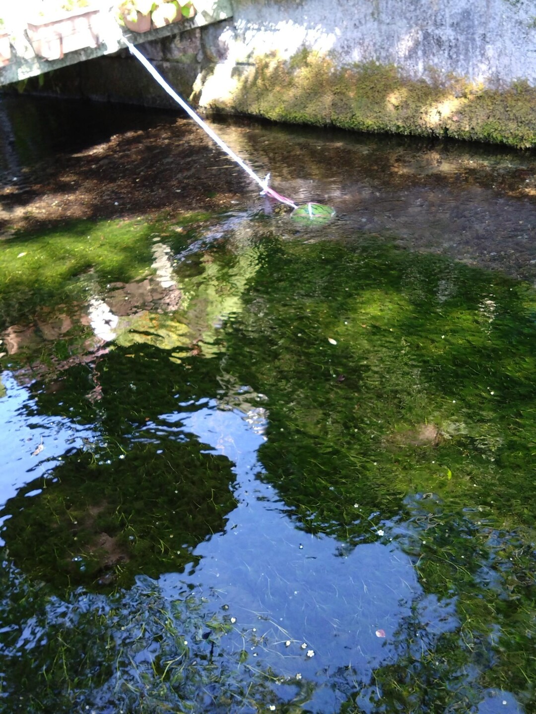 醒ヶ井宿の梅花藻 / kinu235（きぬ）さんのモーメント | YAMAP / ヤマップ