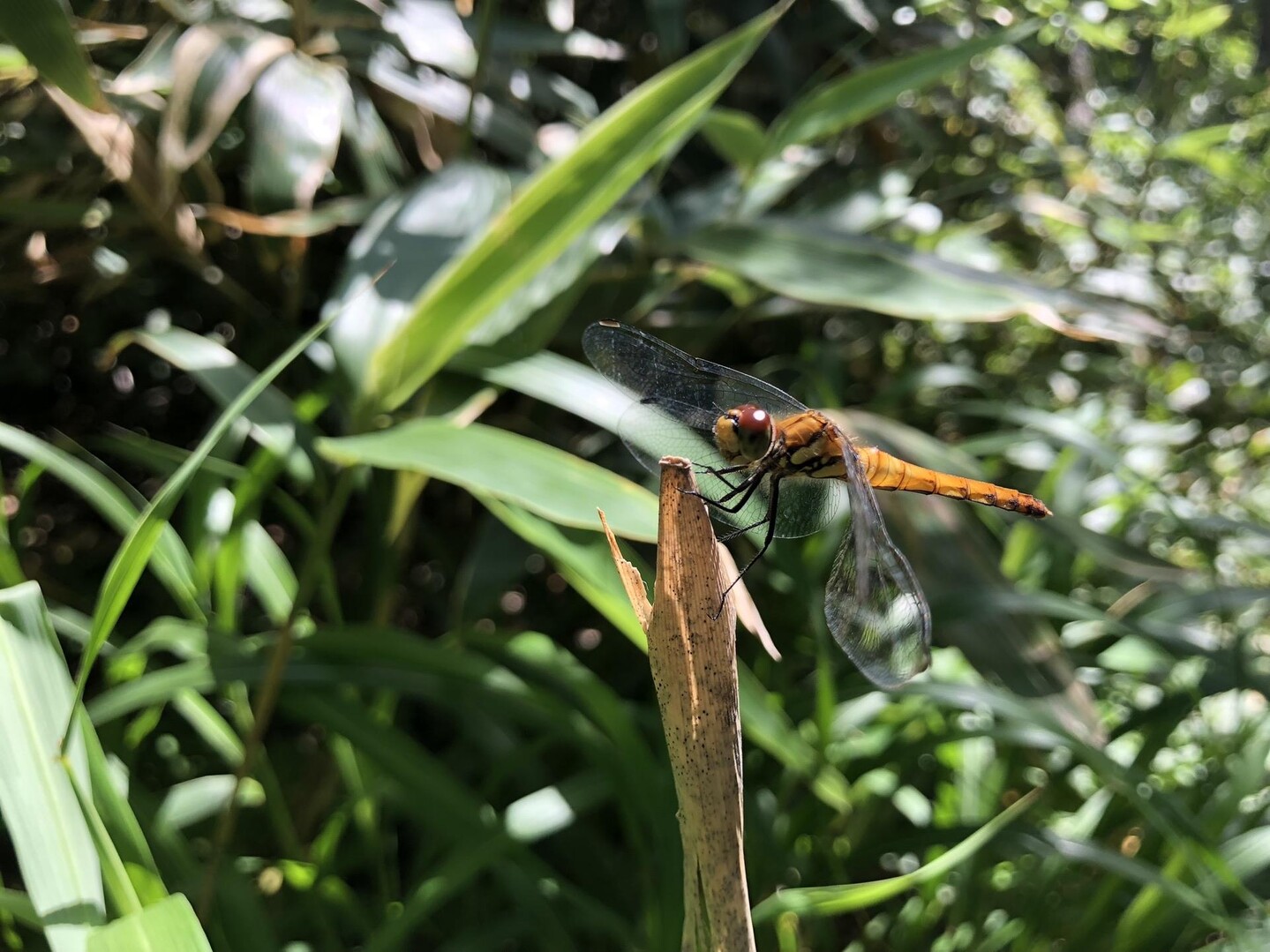 安達太良山-2024-08-03 / n3_nekoさんの安達太良山・箕輪山・鬼面山の活動データ | YAMAP / ヤマップ